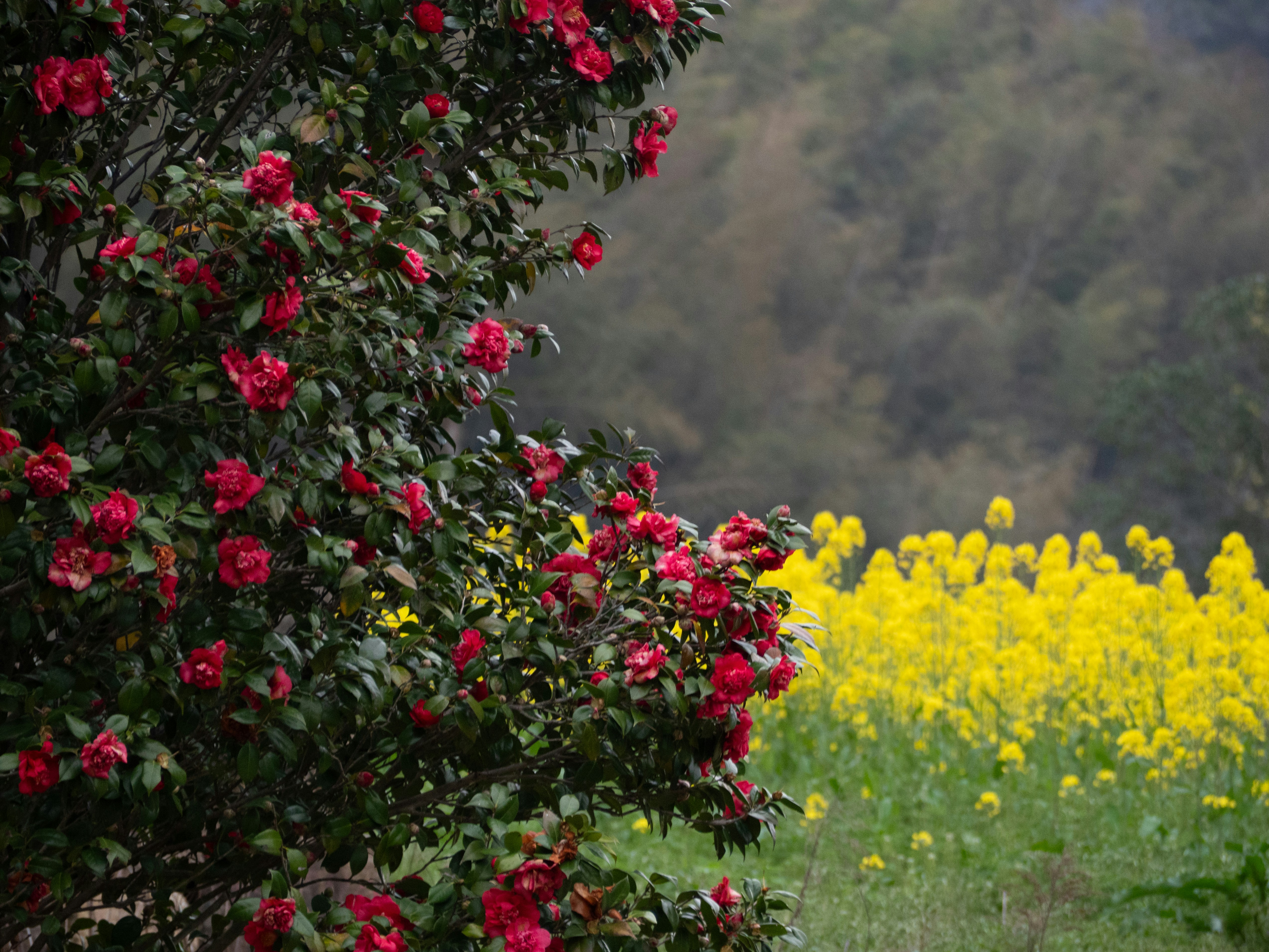 Red Roses in the Field of Yellow Canola