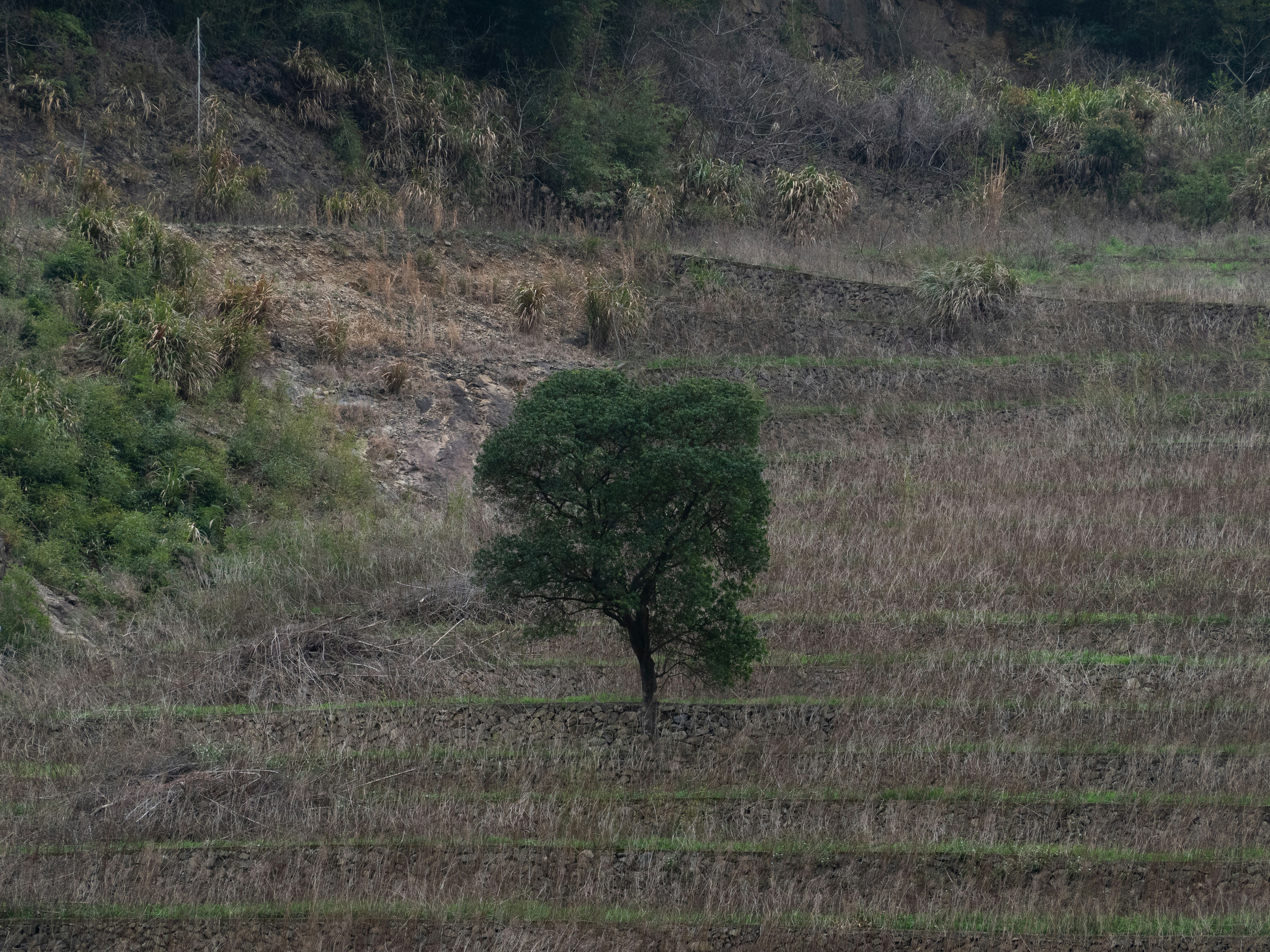 Lonely Tree in Terraced Field