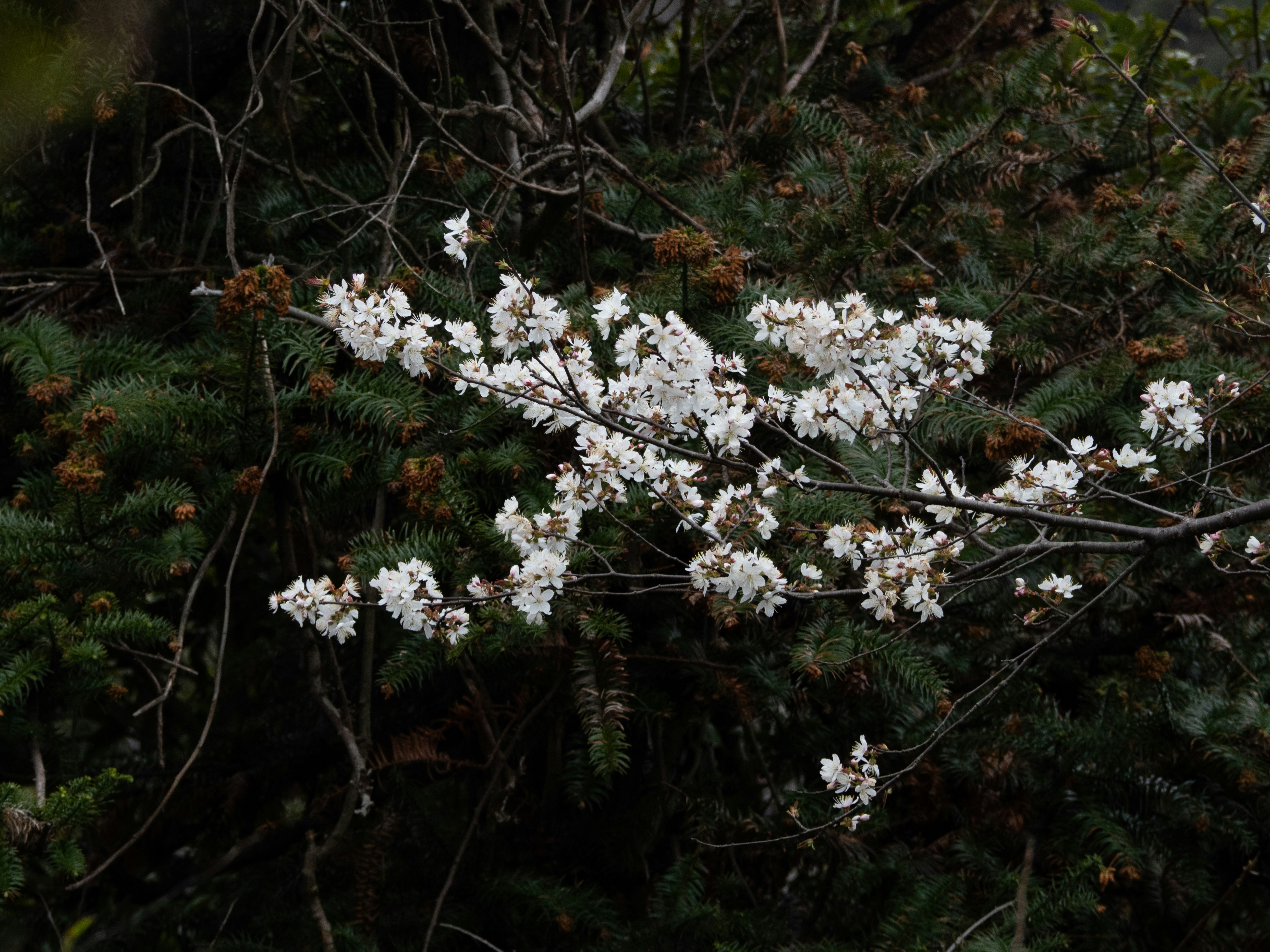 White blossom spray drifting through a shadowed fir backdrop