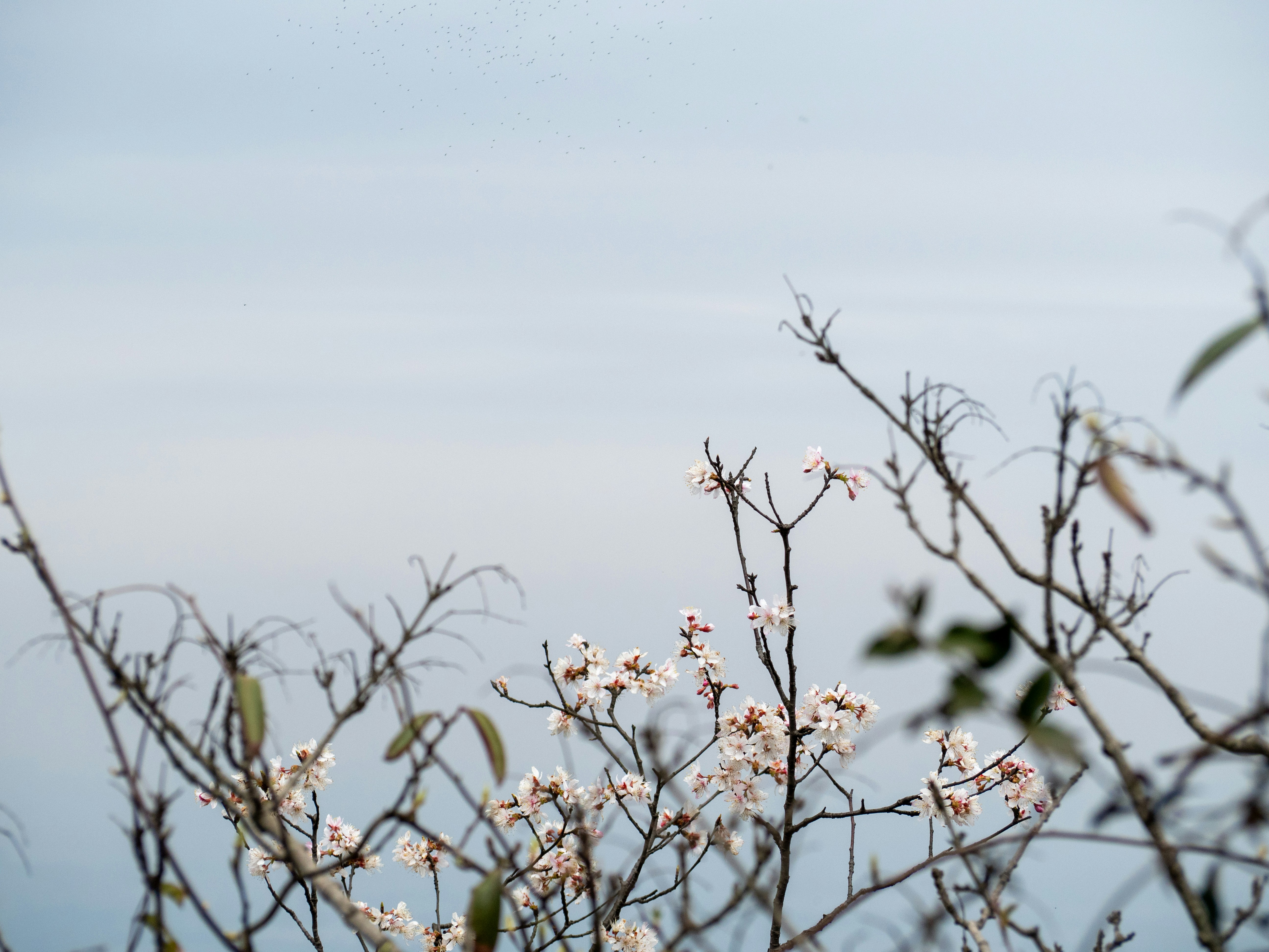 Blossoms on a Quiet Horizon