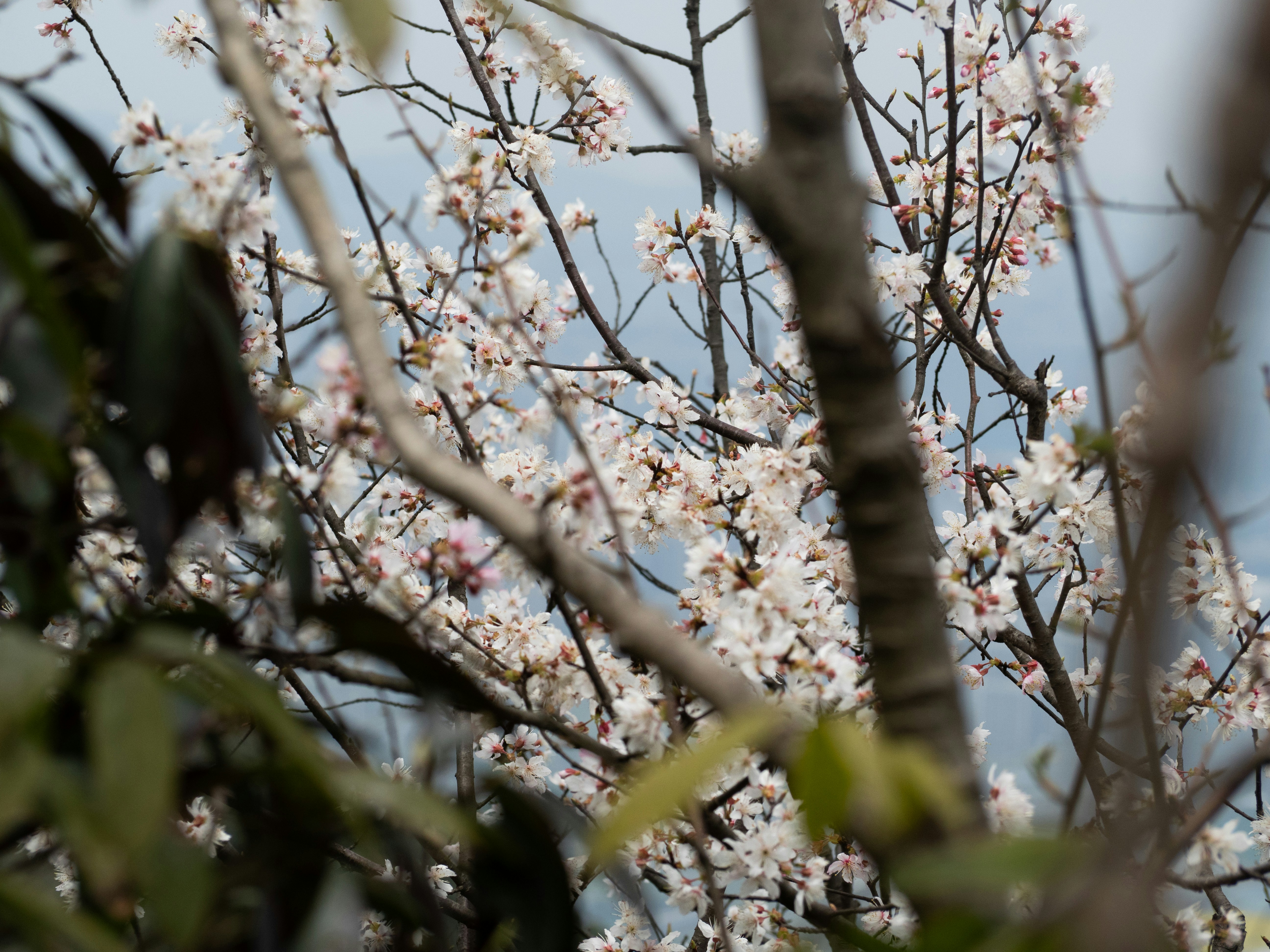 Blossoms in the Branches: Quiet Spring Against a Blue Sky