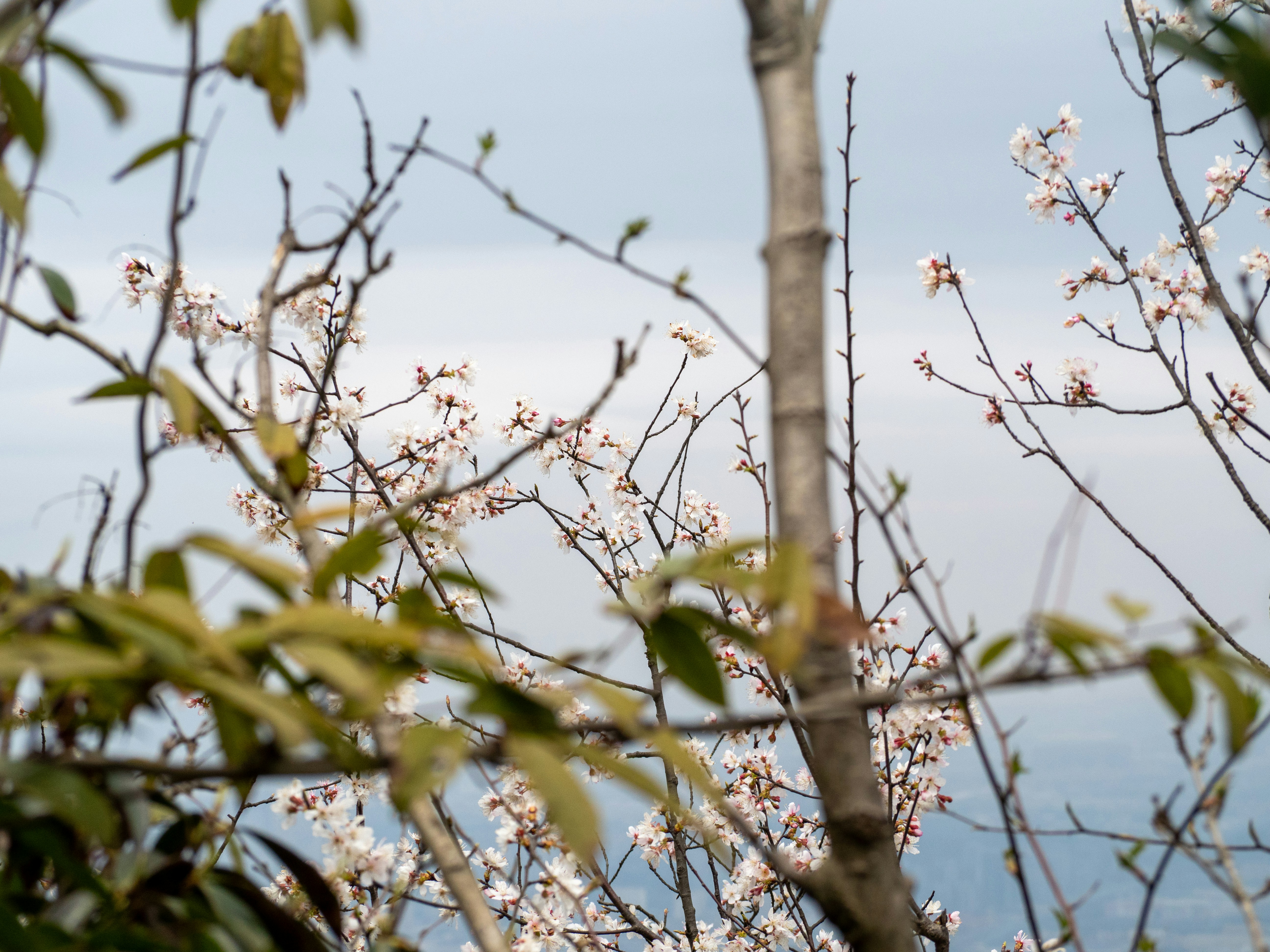 Blossoms Framing a Calm Coastal Glimpse