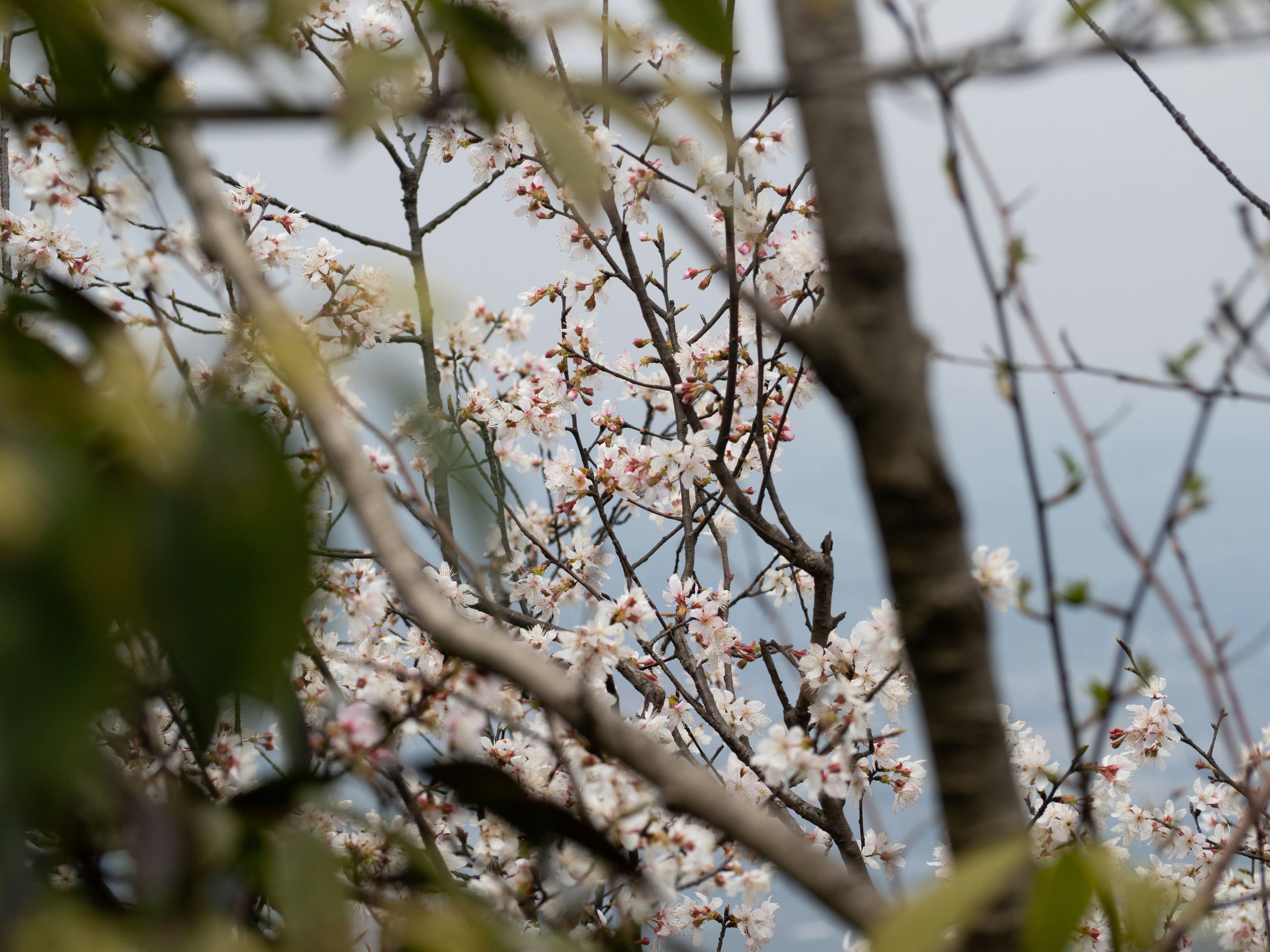 Blossoms Through the Veranda of Branches