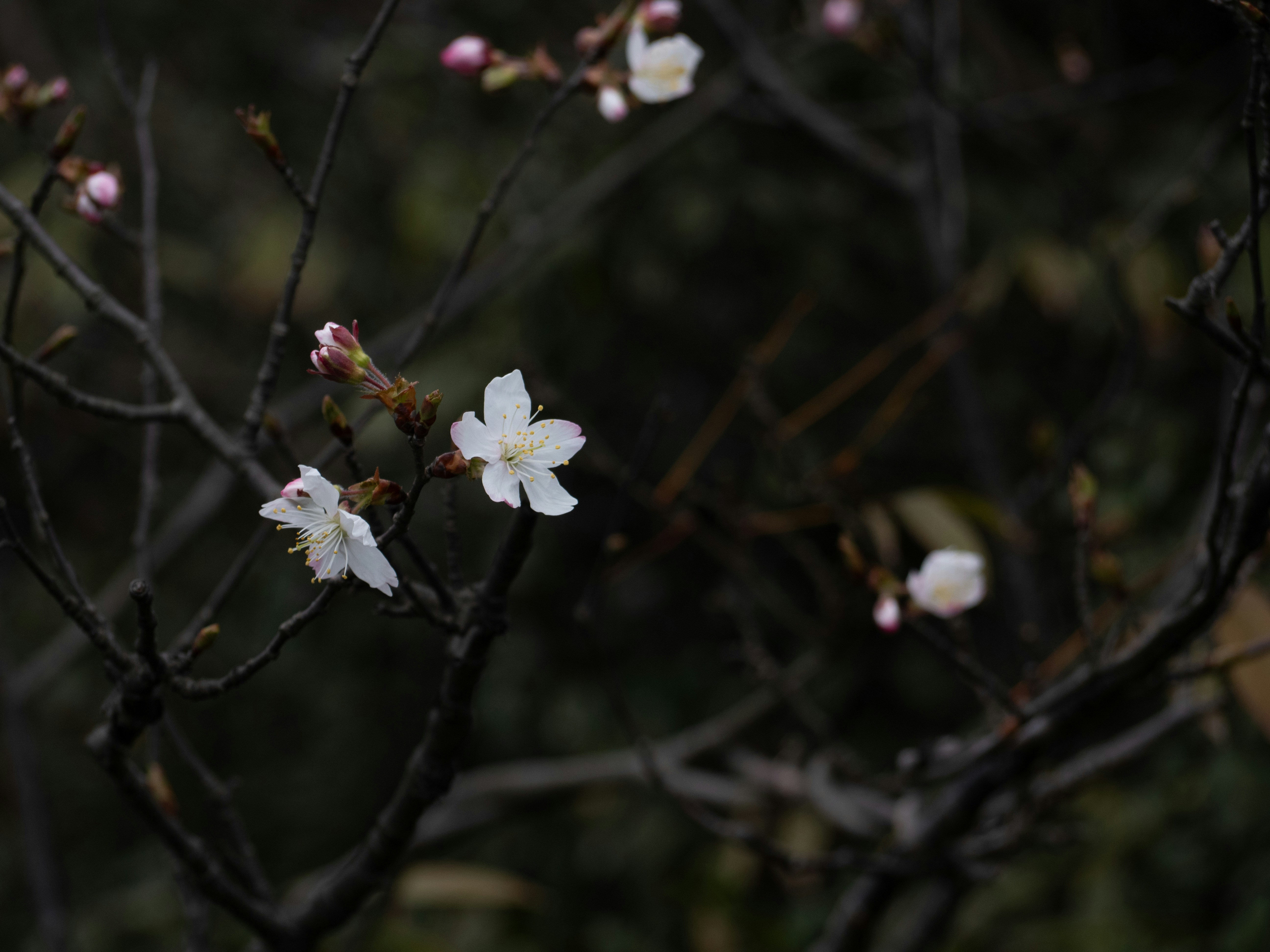 Blossoms at Dusk: A Fragile White Moment on Night-Bare Branches