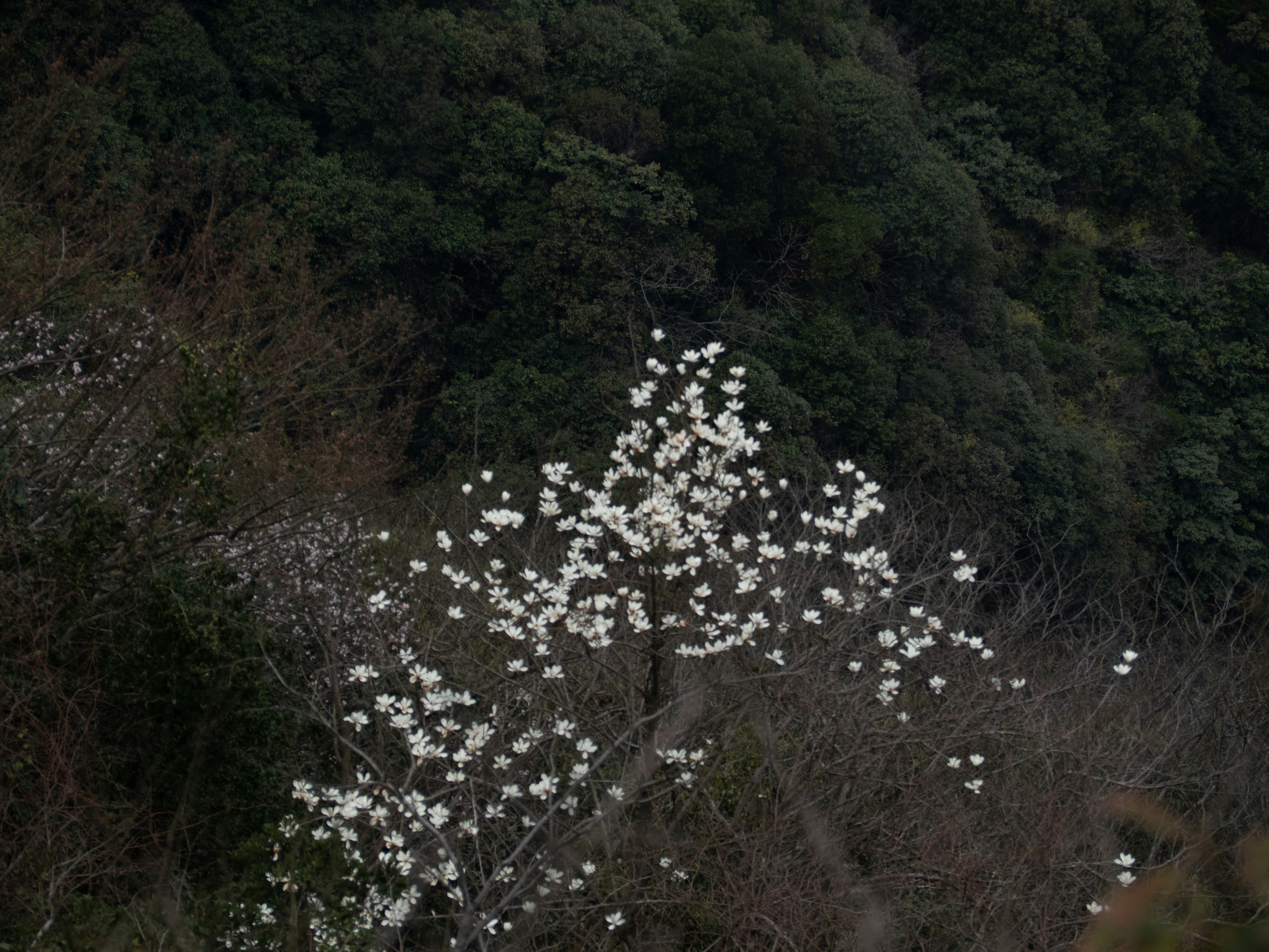 Blossoms at the Edge of the Pines