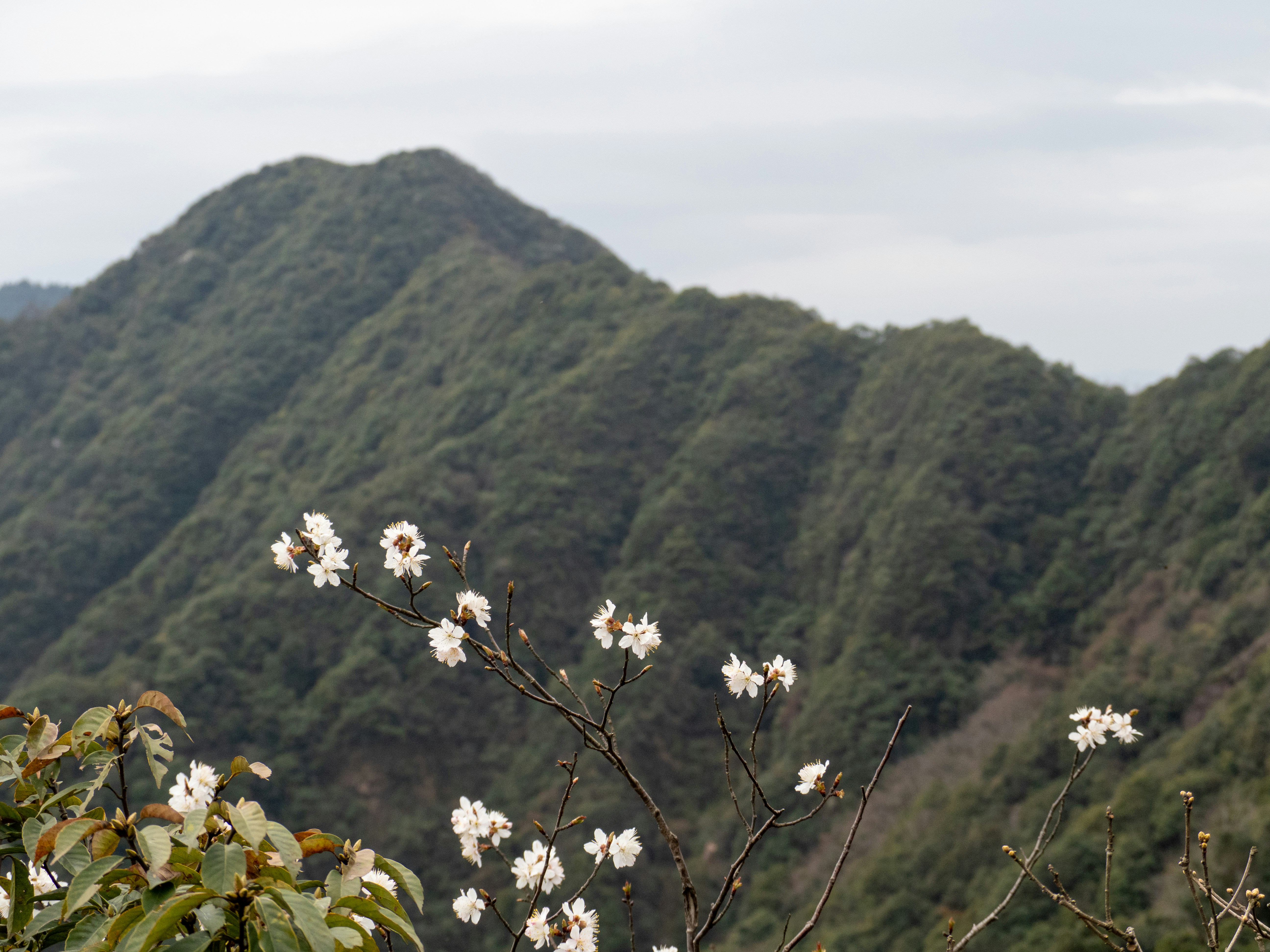 Blossoms in the Valley: White Petals Against a Mountain Veil