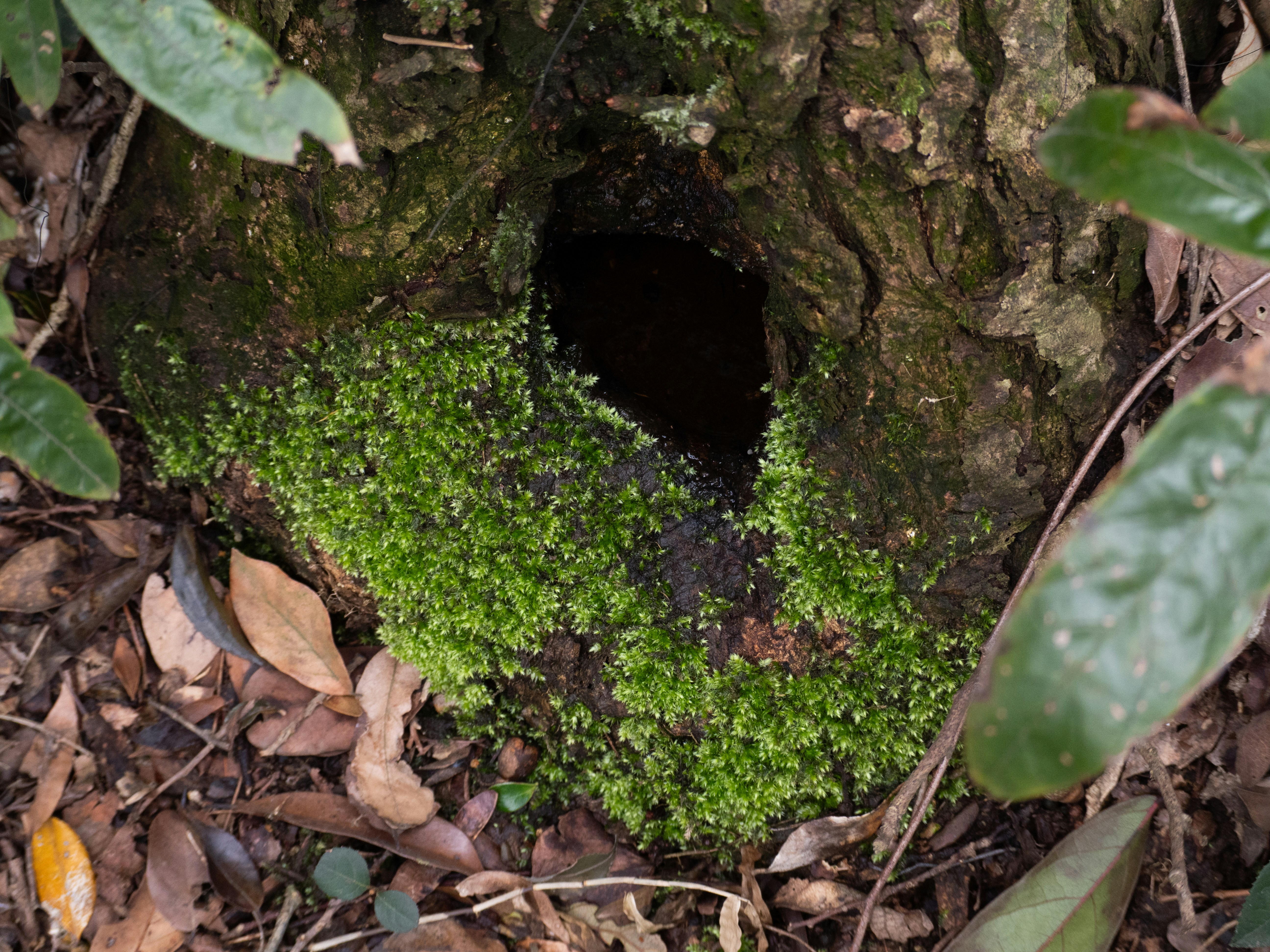 Moss-Clad Gate to the Hidden Hollow
