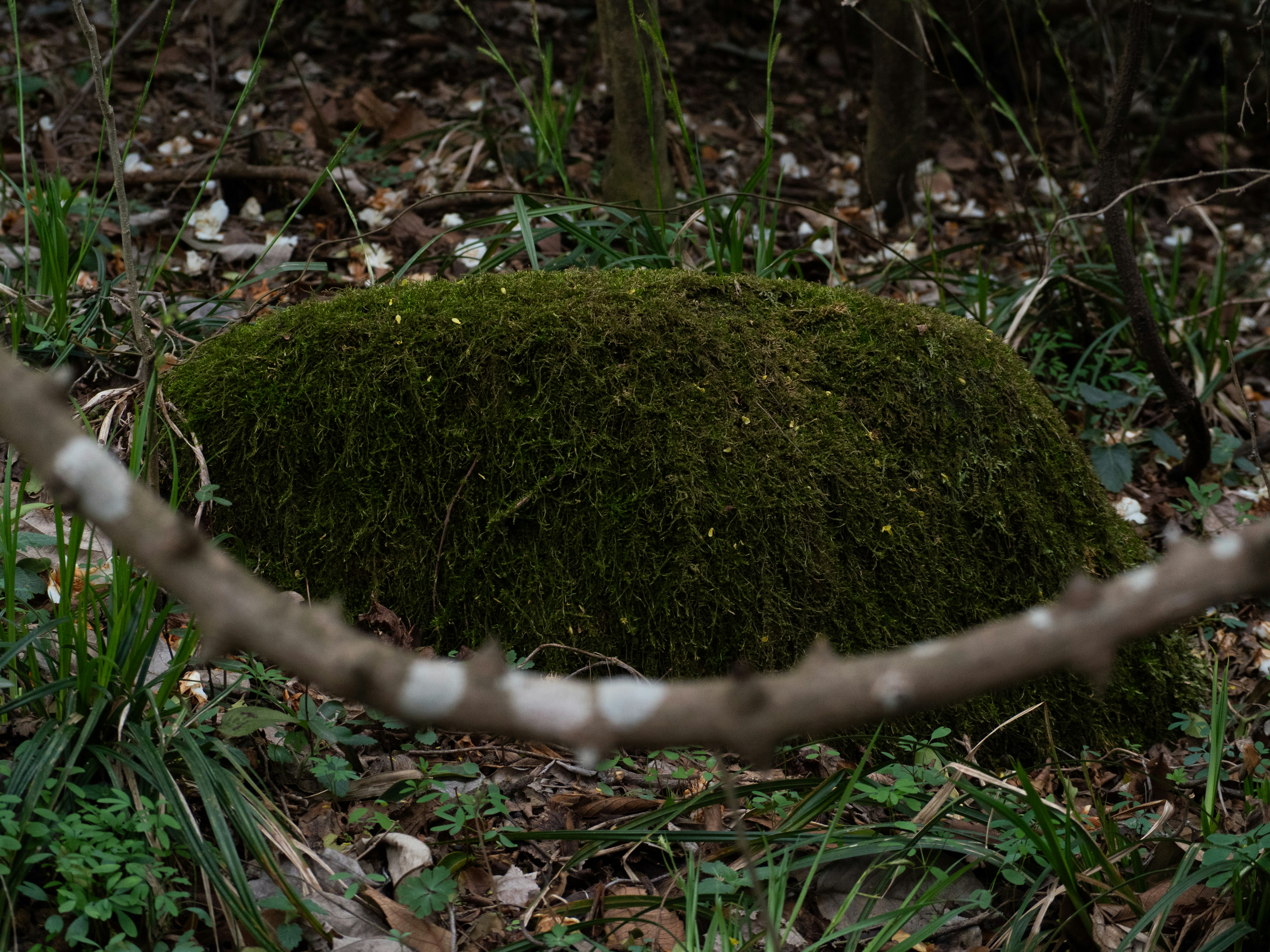 Moss-Cushioned Carved Arbor in a Quiet understory