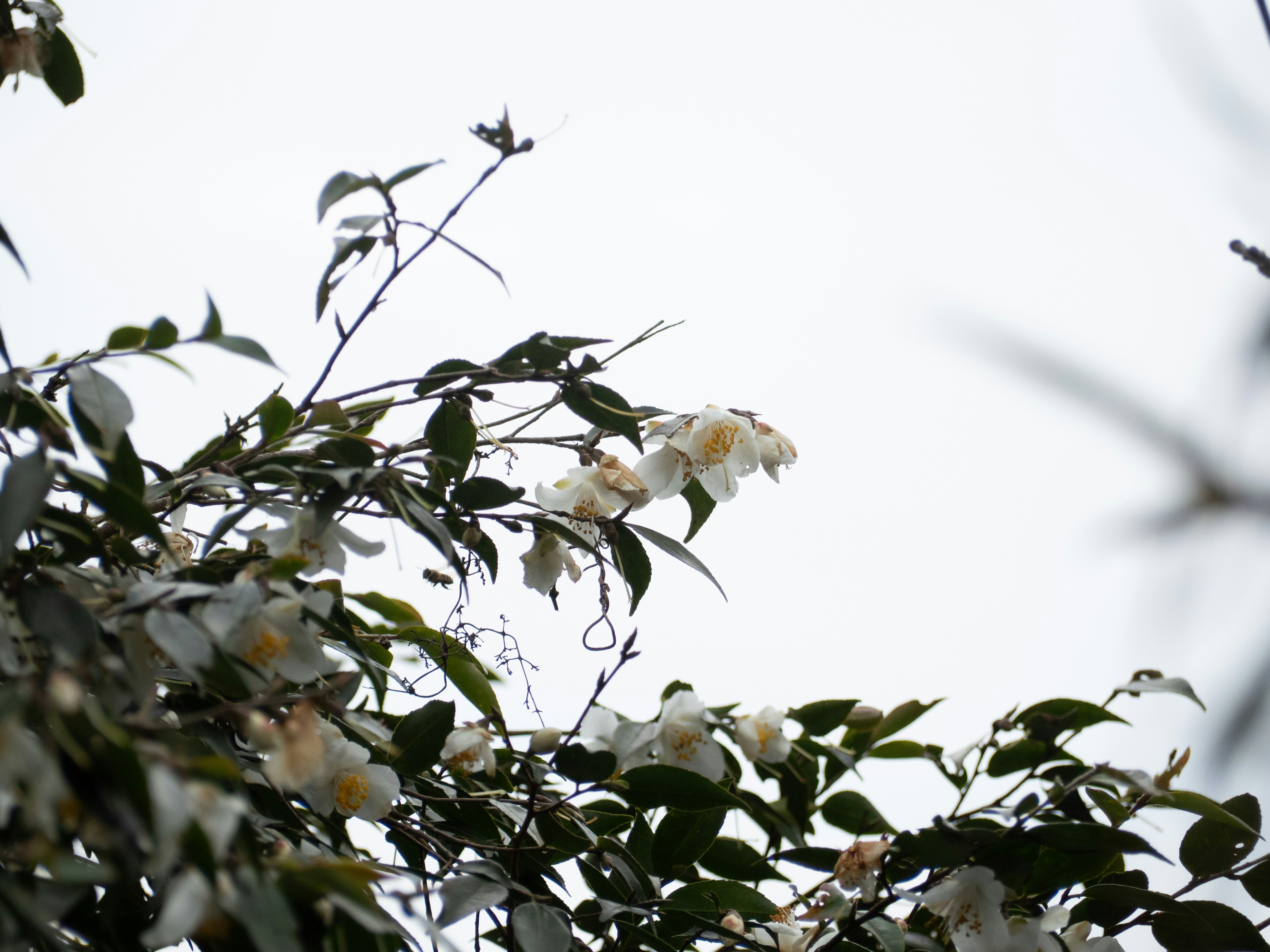 White blossoms thread through a shadowed canopy
