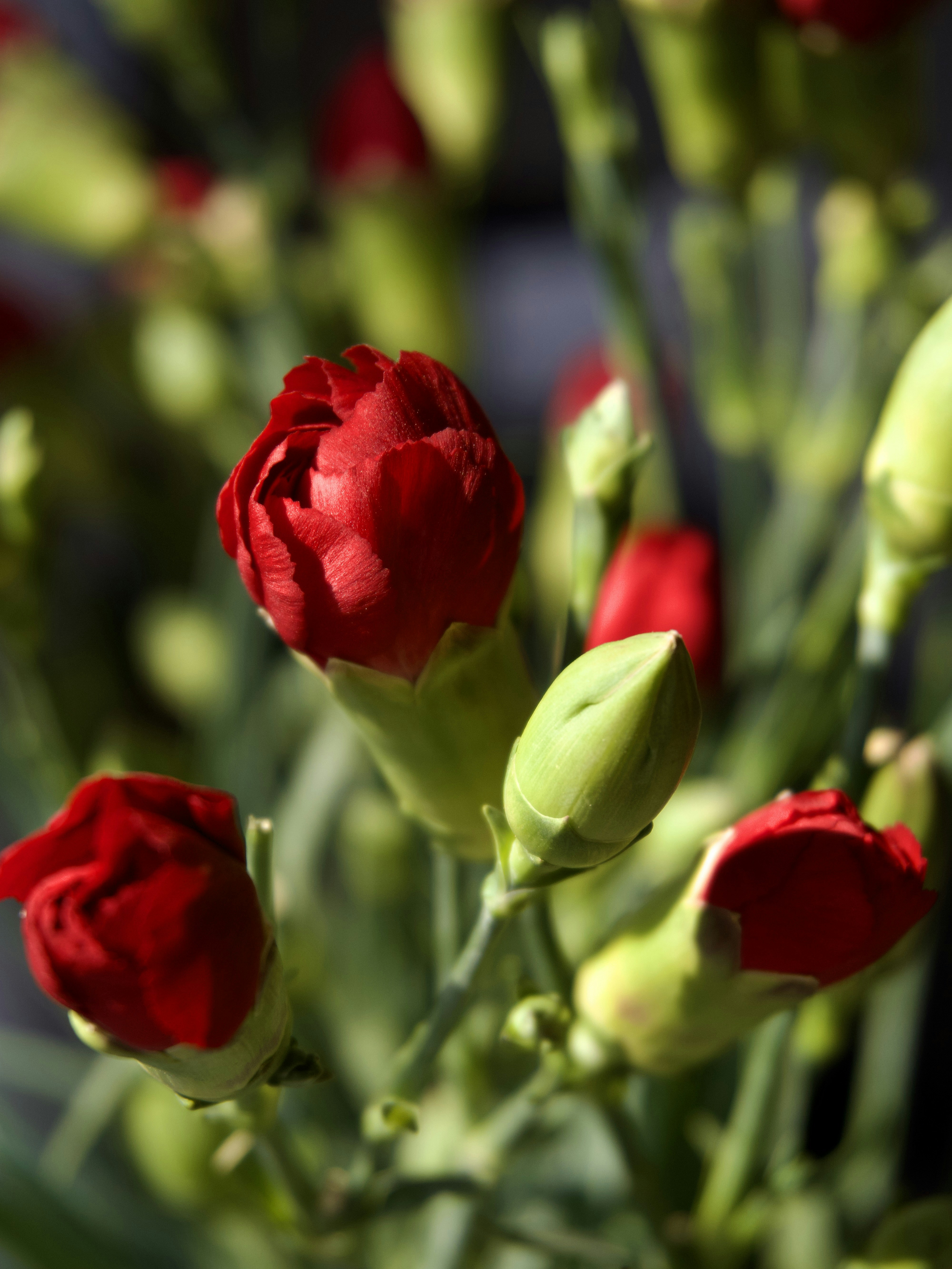 Crimson Buds in Focus: A Close-Up of Spring Bloom