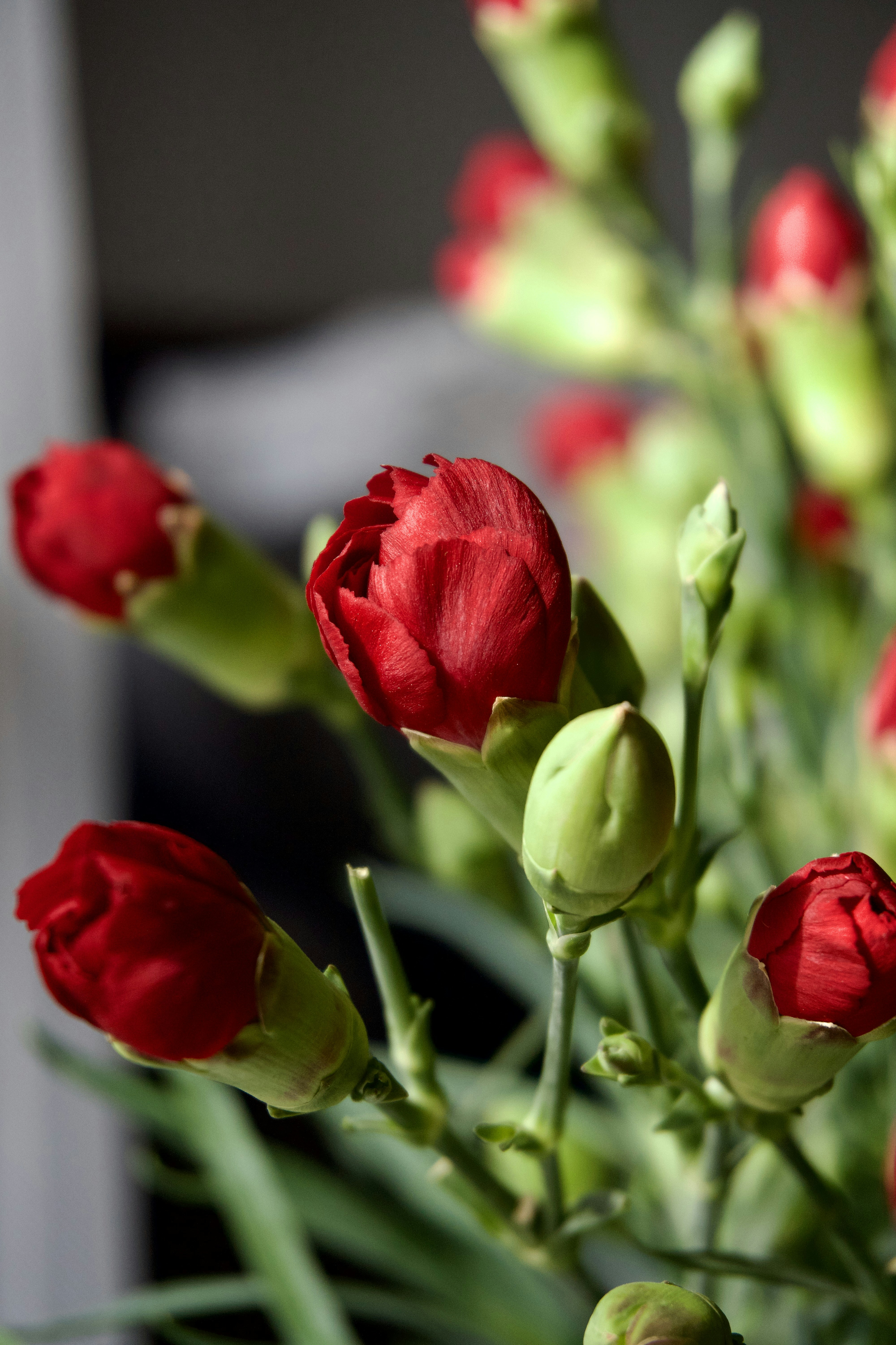 Crimson Buds in Focus: A Vase of Red Roses Near a Window