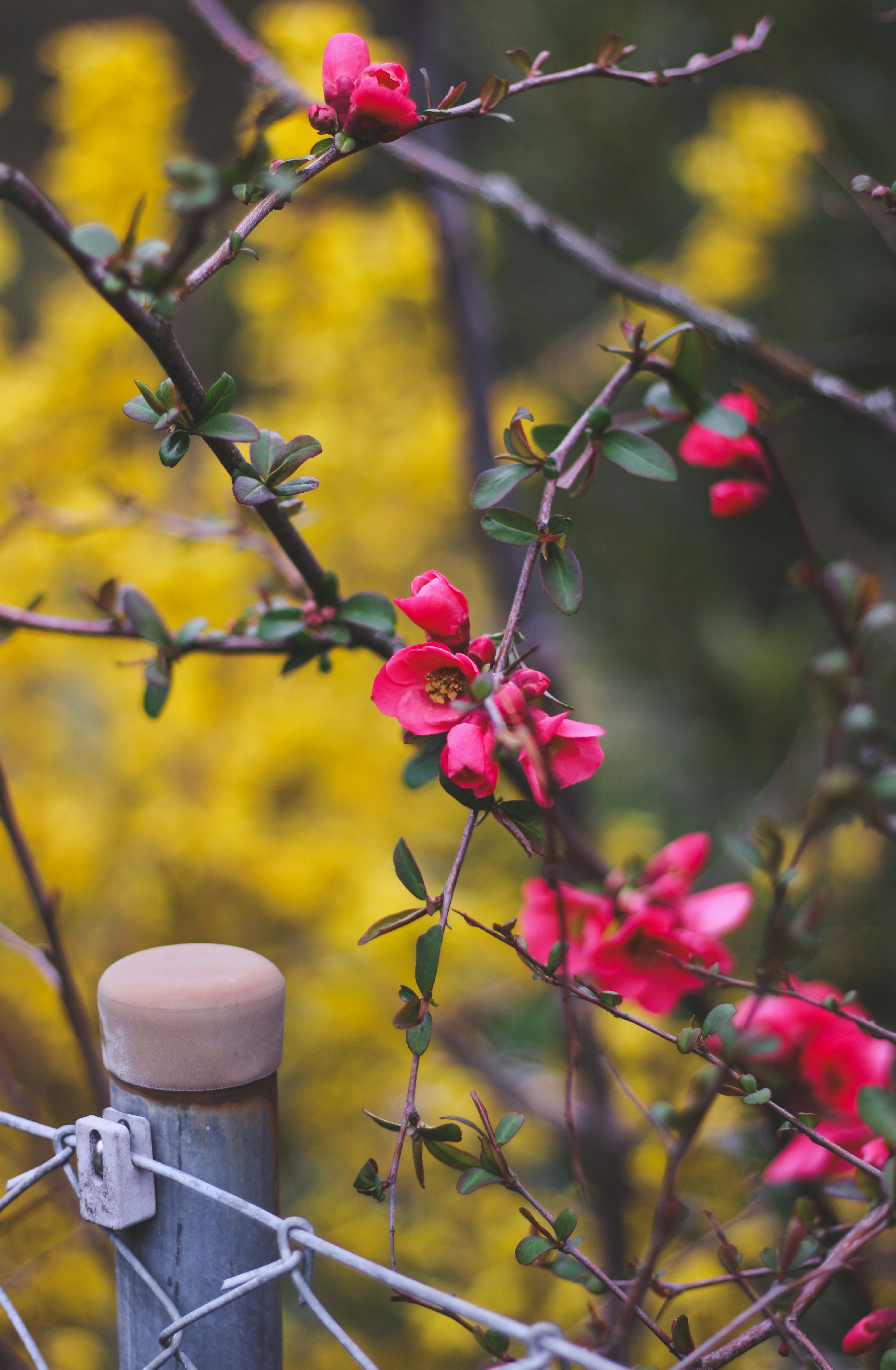 Red blossoms along a weathered fence under a mellow spring glow