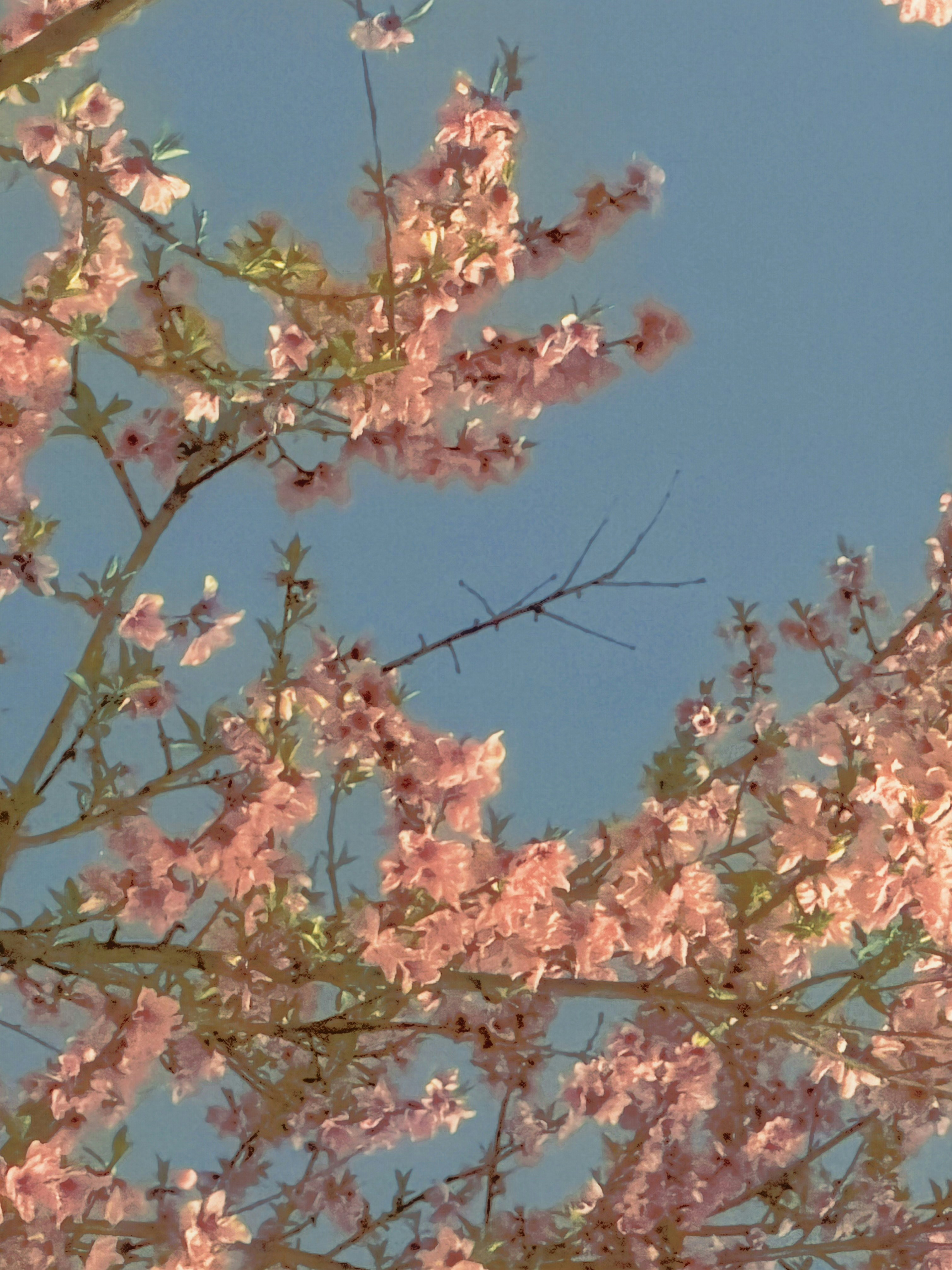 Blossoms Under a Clear Blue: Cherry Pink on Spring Sky
