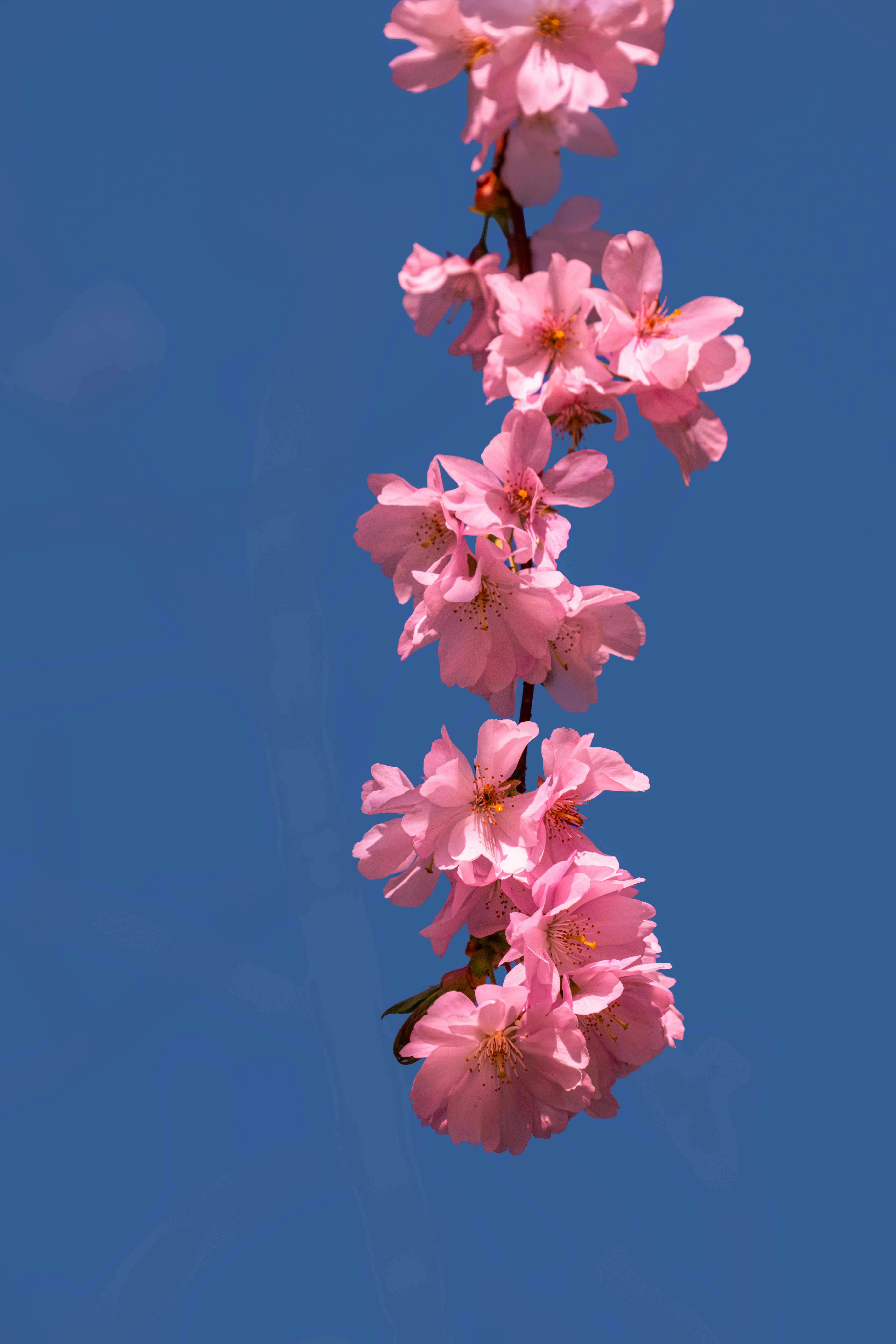 Vertical bloom: pink blossoms tracing a stem against a clear cerulean sky