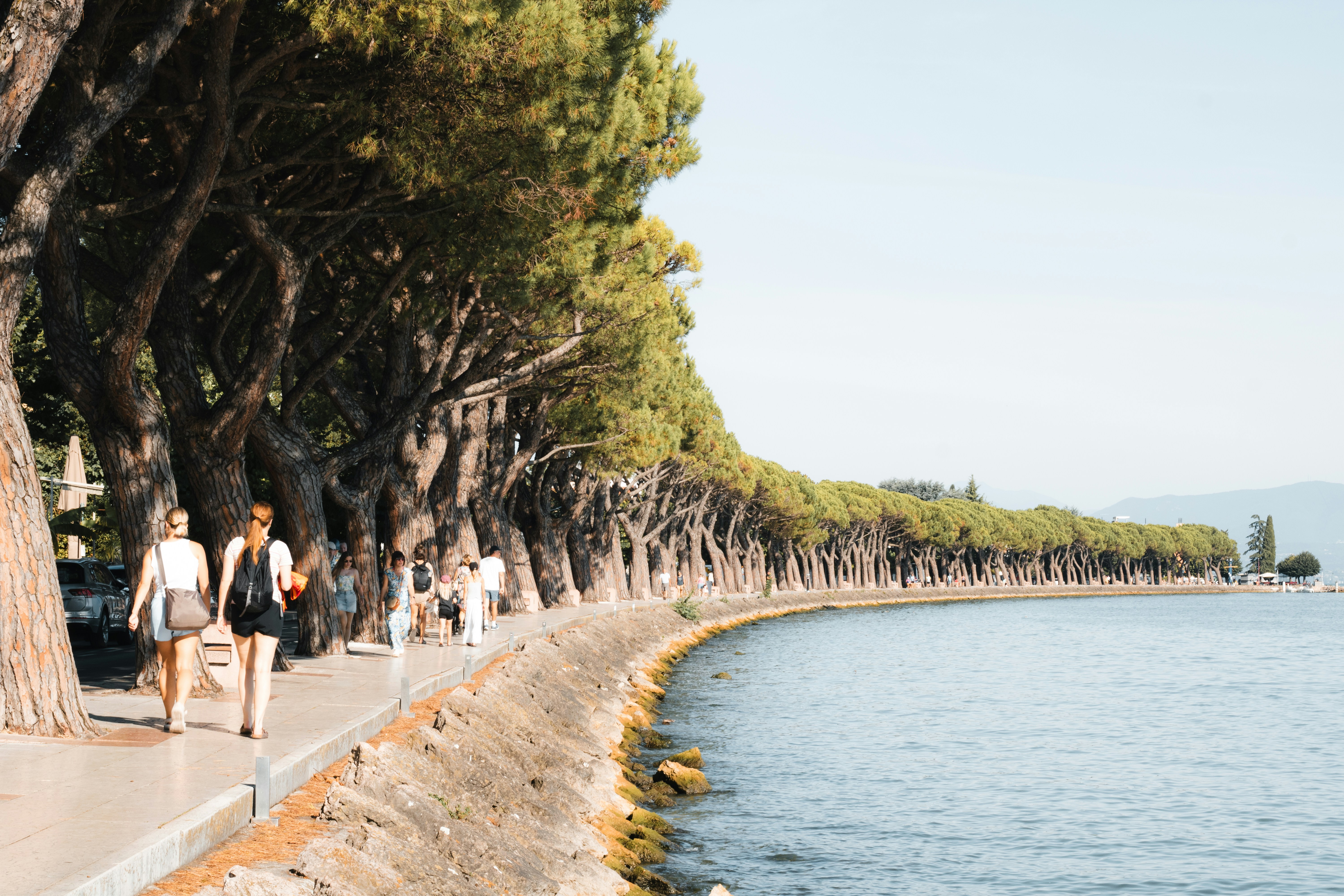Sea-Breeze Promenade: People, Pines, and the Pacific Edge