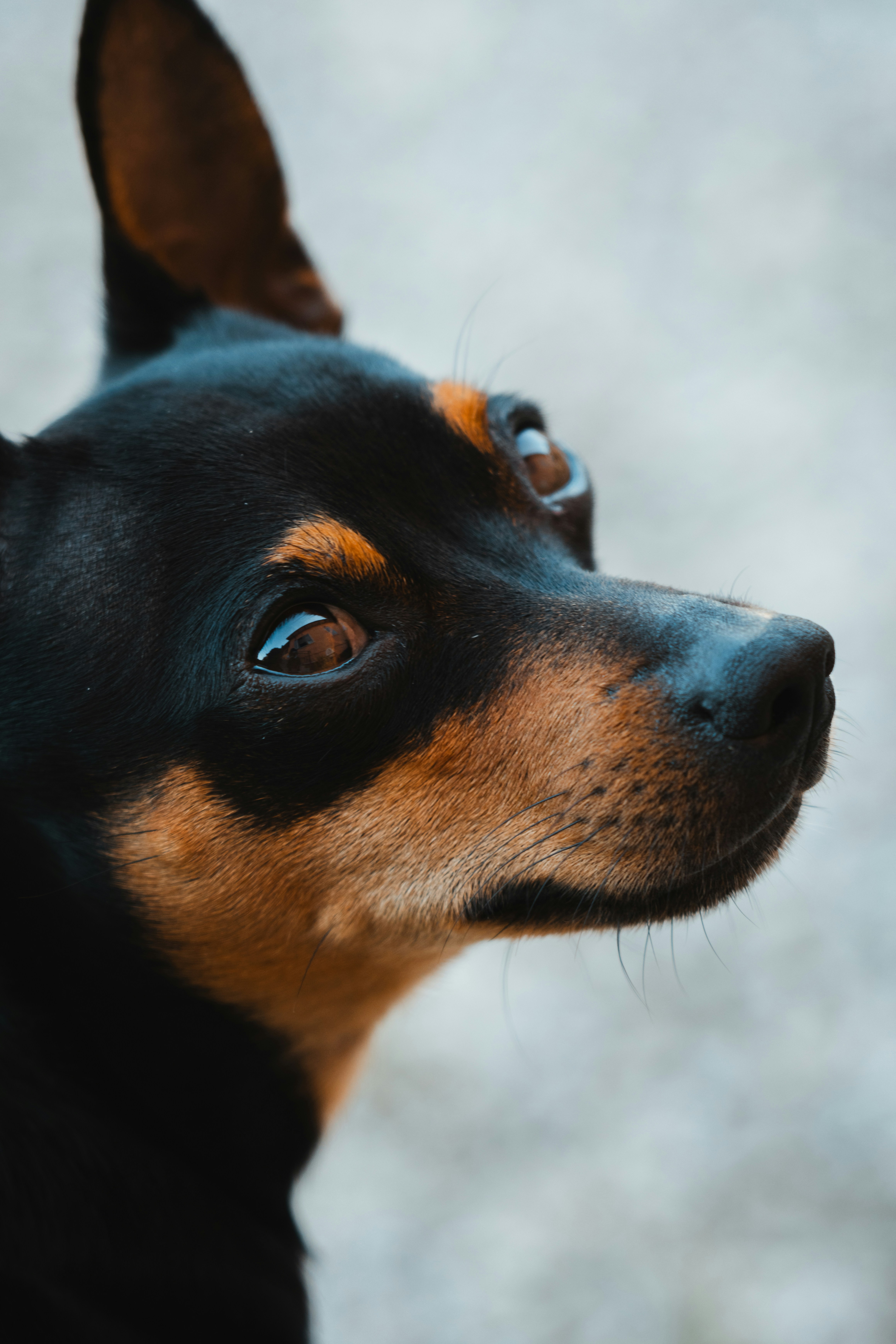 Close-Up of a Curious Chihuahua: A Glance to the Right