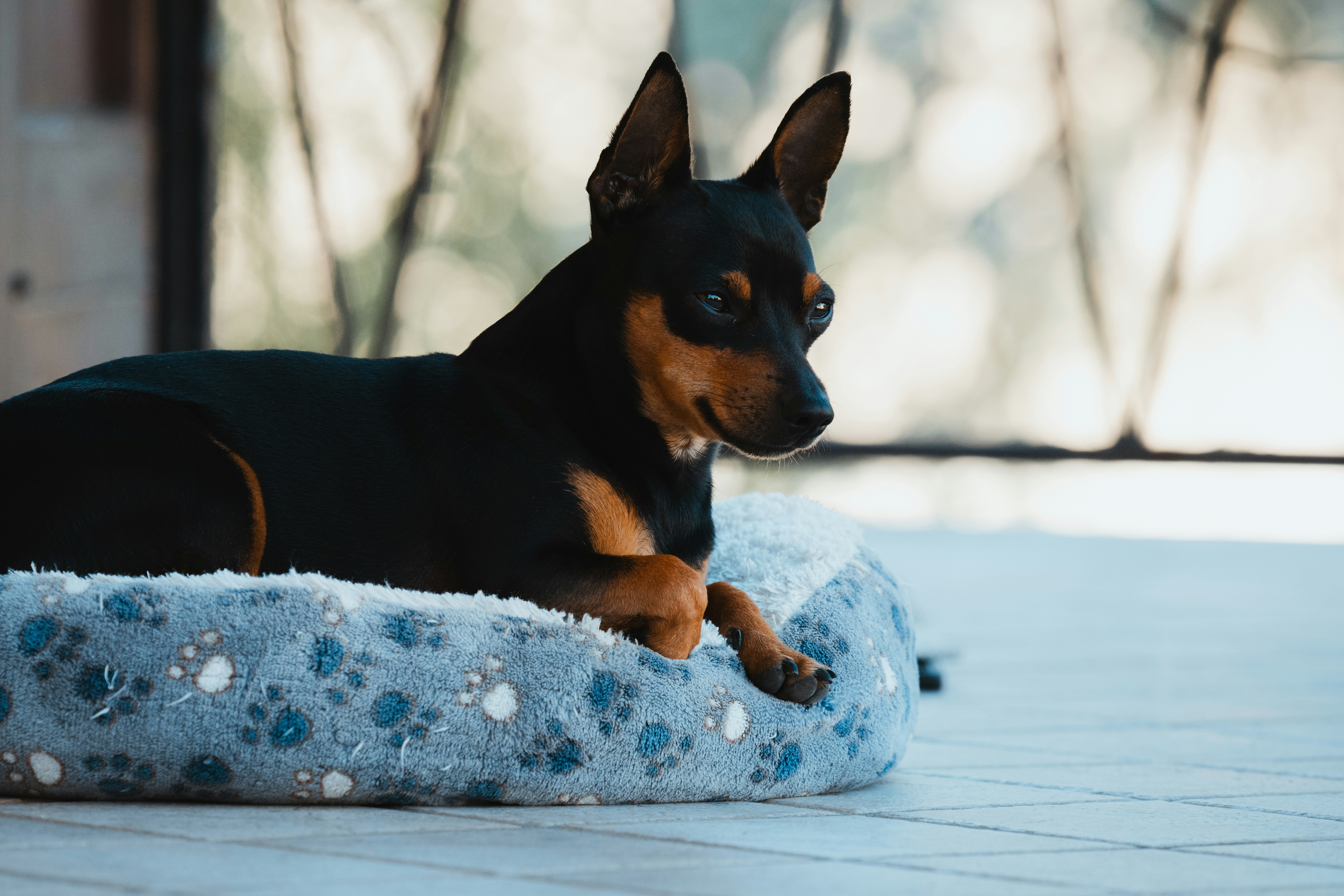 Curled Micro-Guard: A Chihuahua-Shaped Spotlight on a Plush Rest