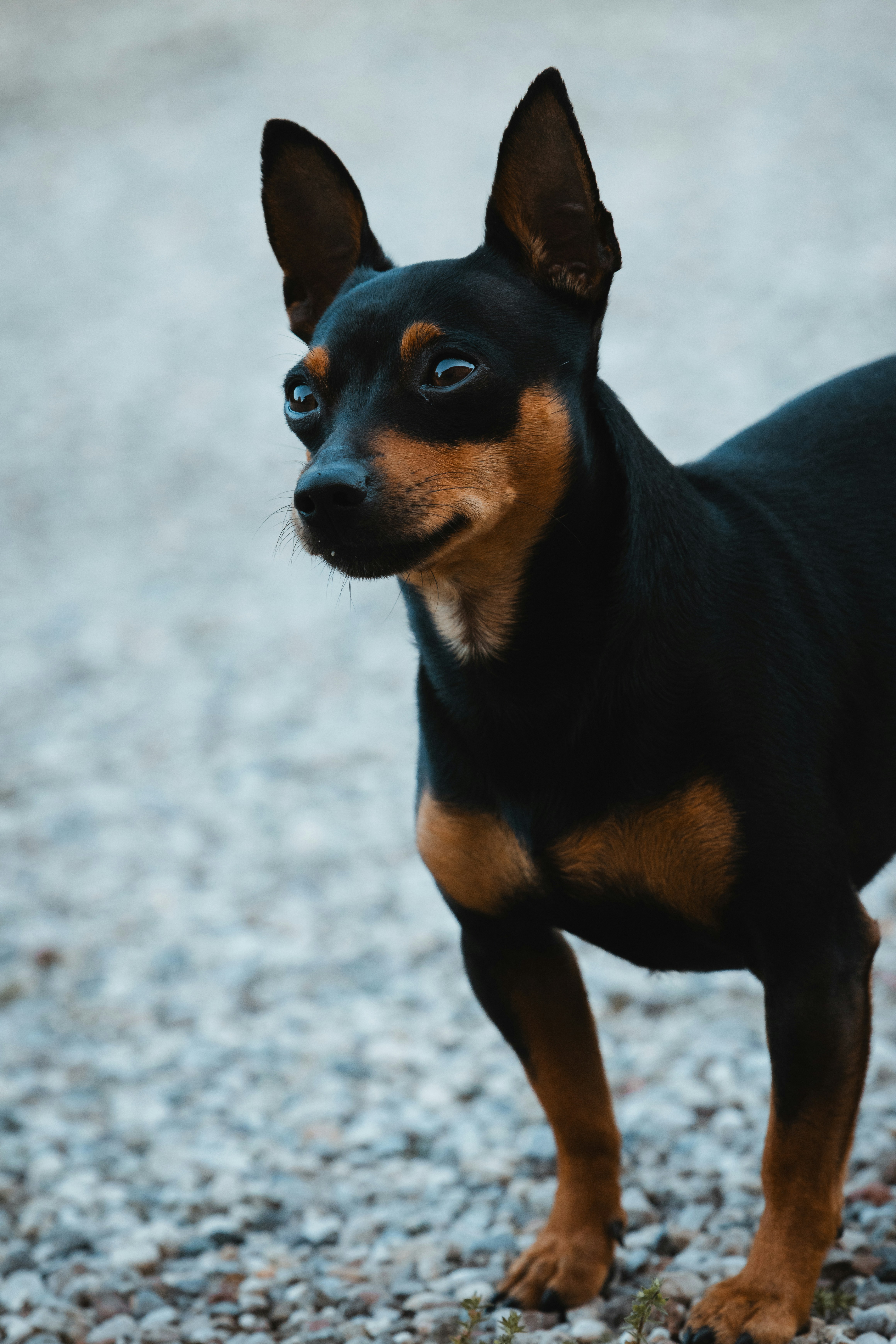 Alert Cooper: A portrait of a small black-and-tan dog on a gravel path