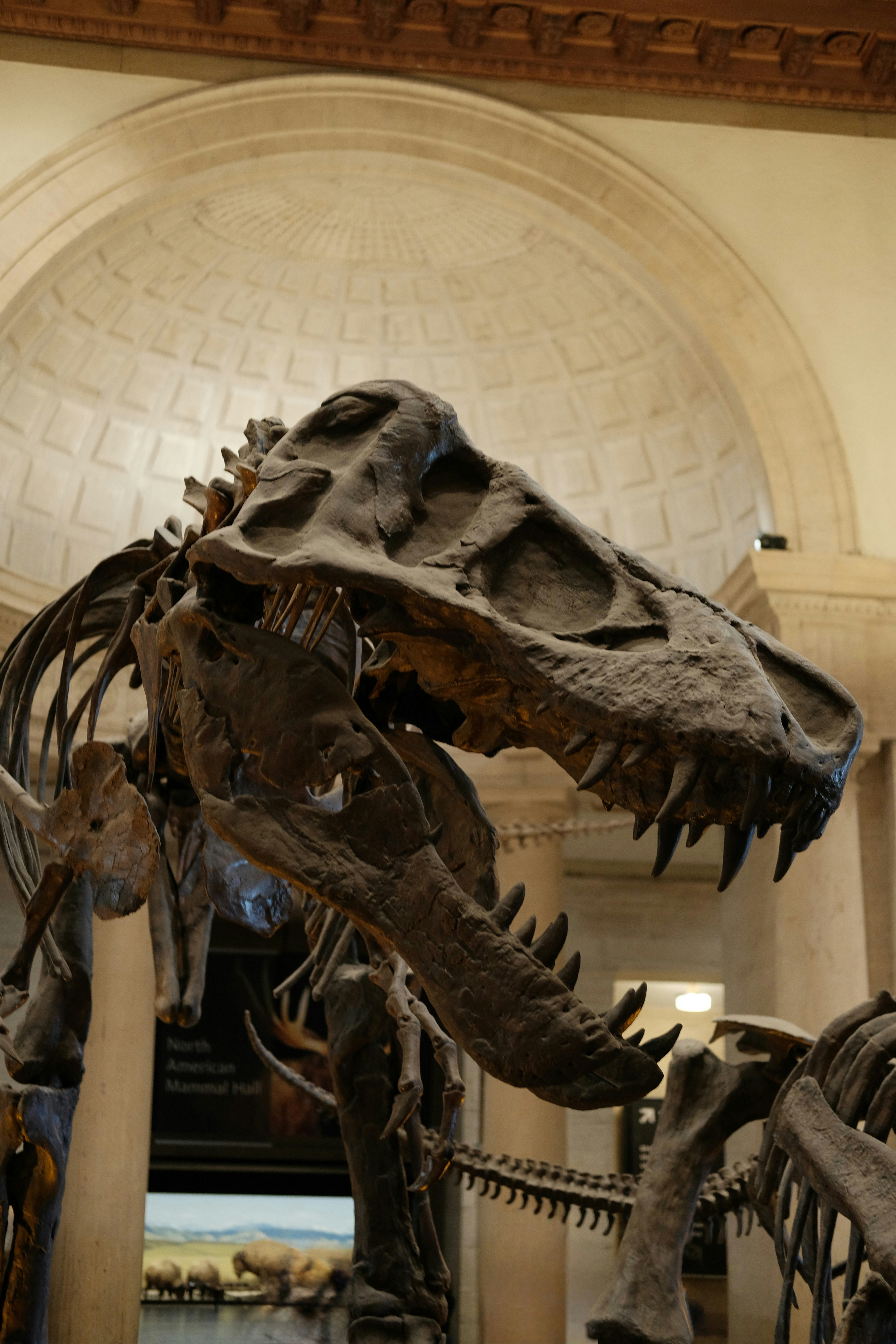 Un esqueleto de dinosaurio expuesto en un museo. foto – Imagen de ...