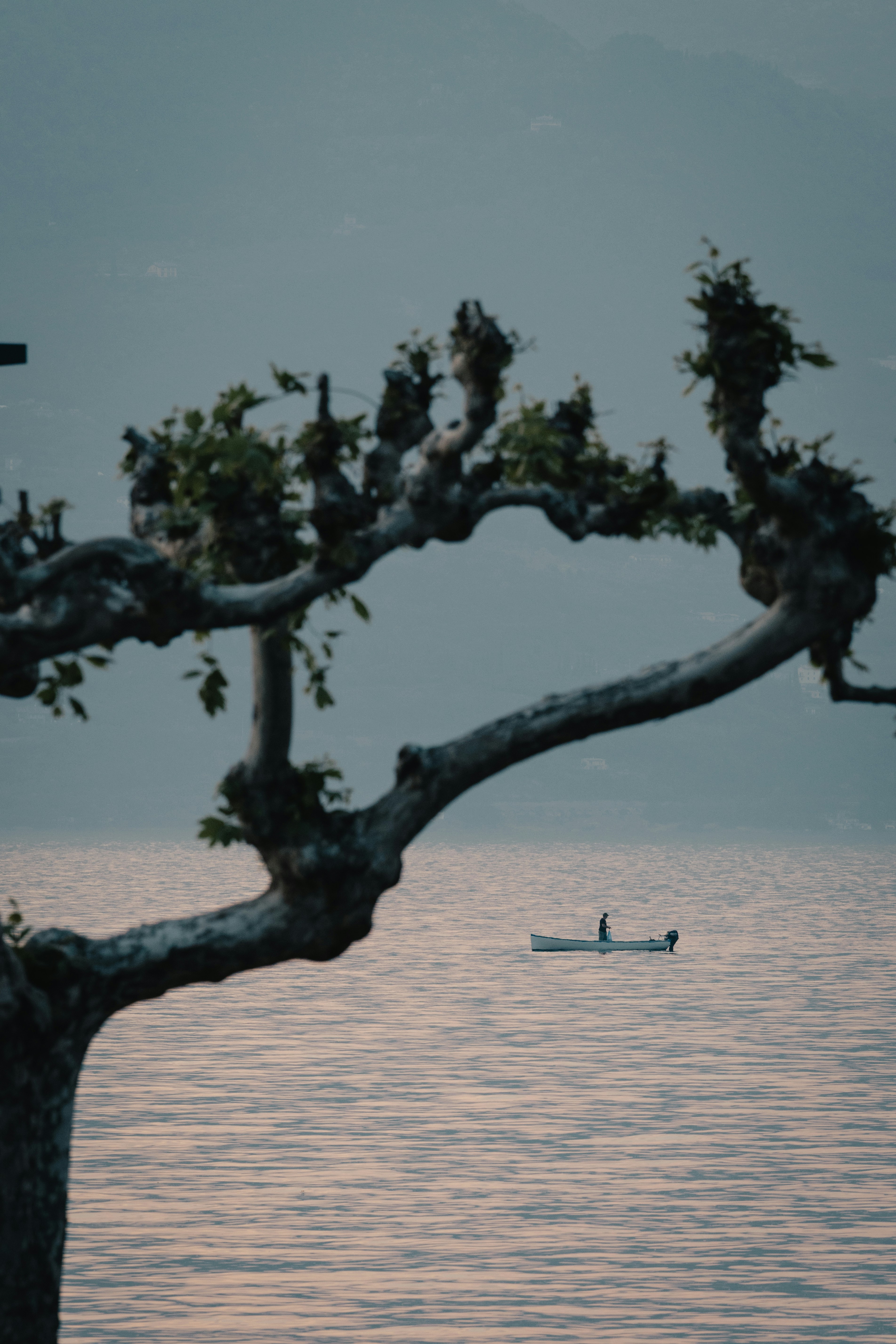 Boat on misty lake framed by a gnarled tree