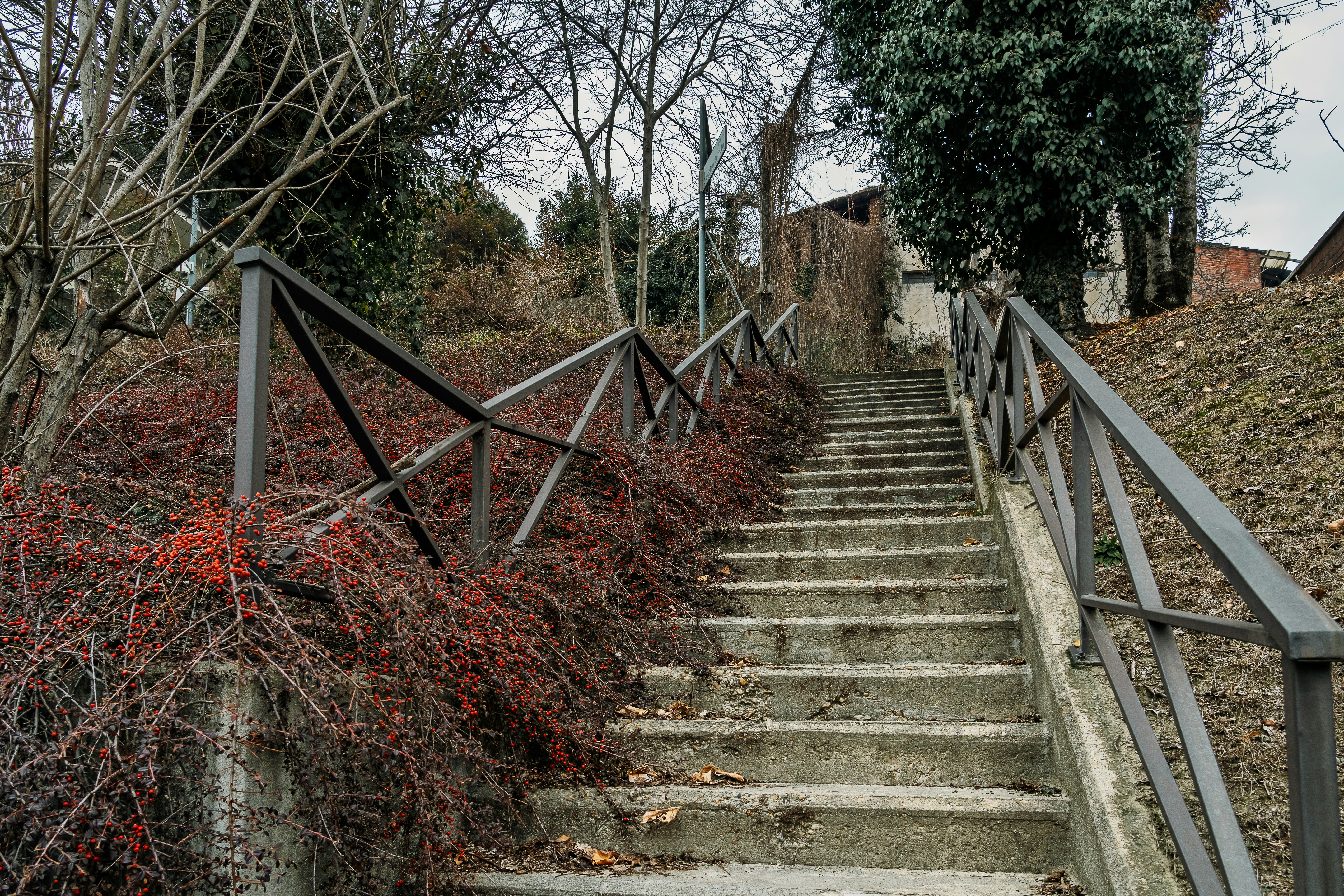 A Quiet Staircase Framed by Winter Redery
