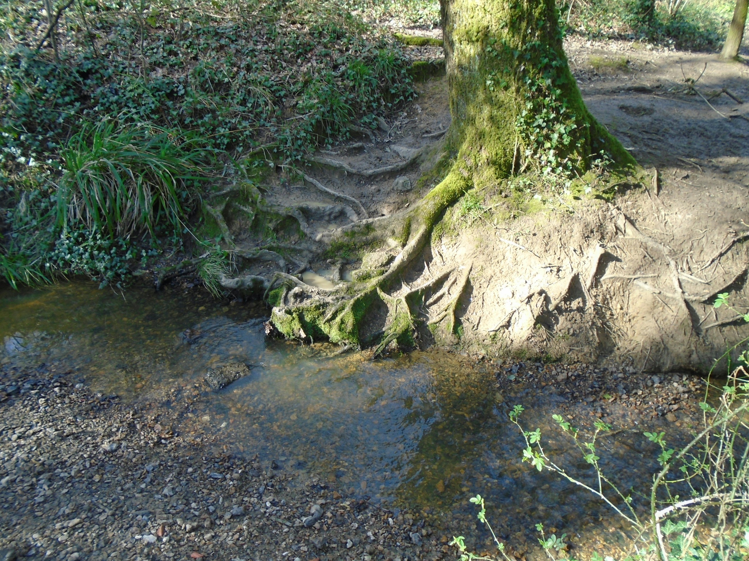 Mermaid Rootline by the Stream
