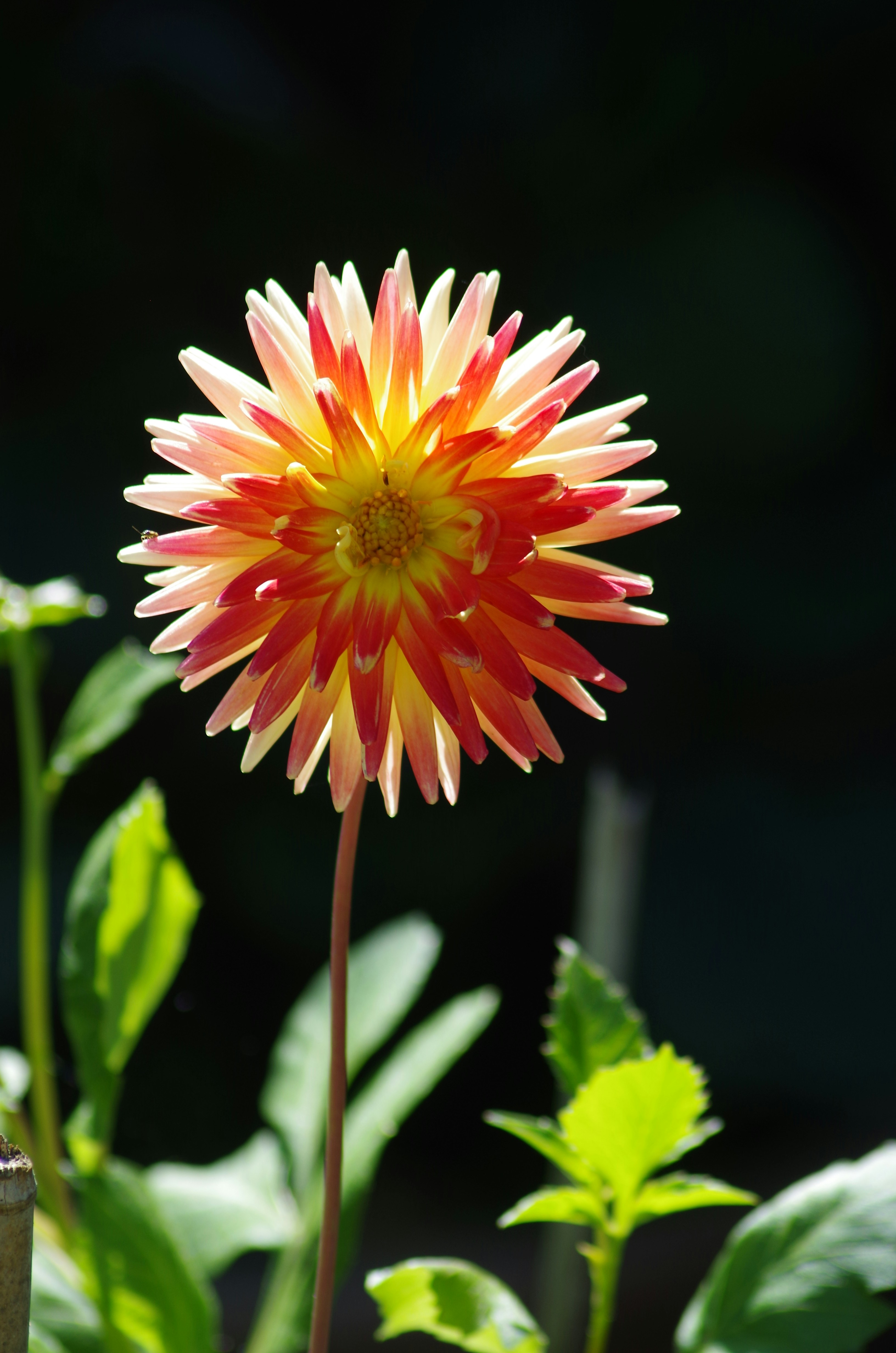 Sunburst Chrysanthemum: A Flower in Focus