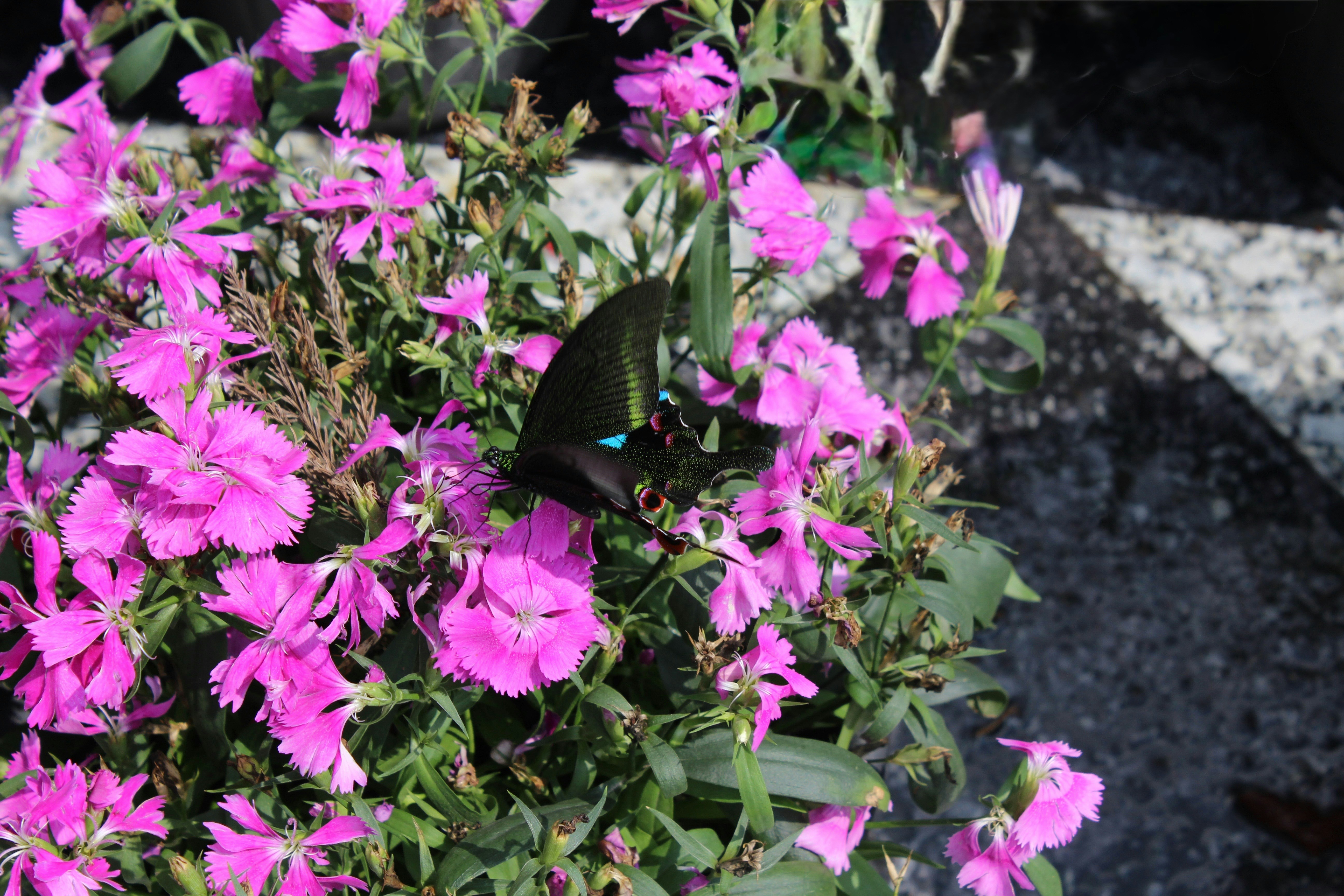Pink Petal Spotlight: a Dark Monarch among Neon Blooms