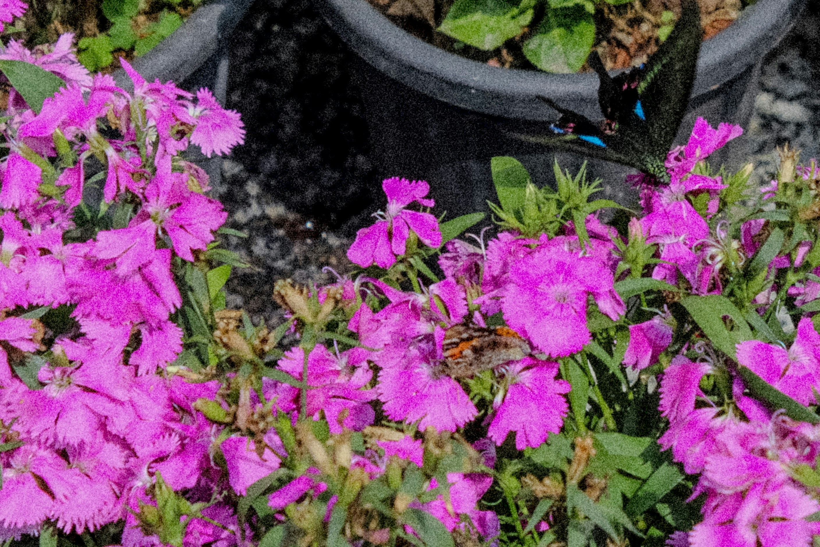 Vivid Magenta Blooms Under a Garden Shade with a Hovering Hummingbird Moth