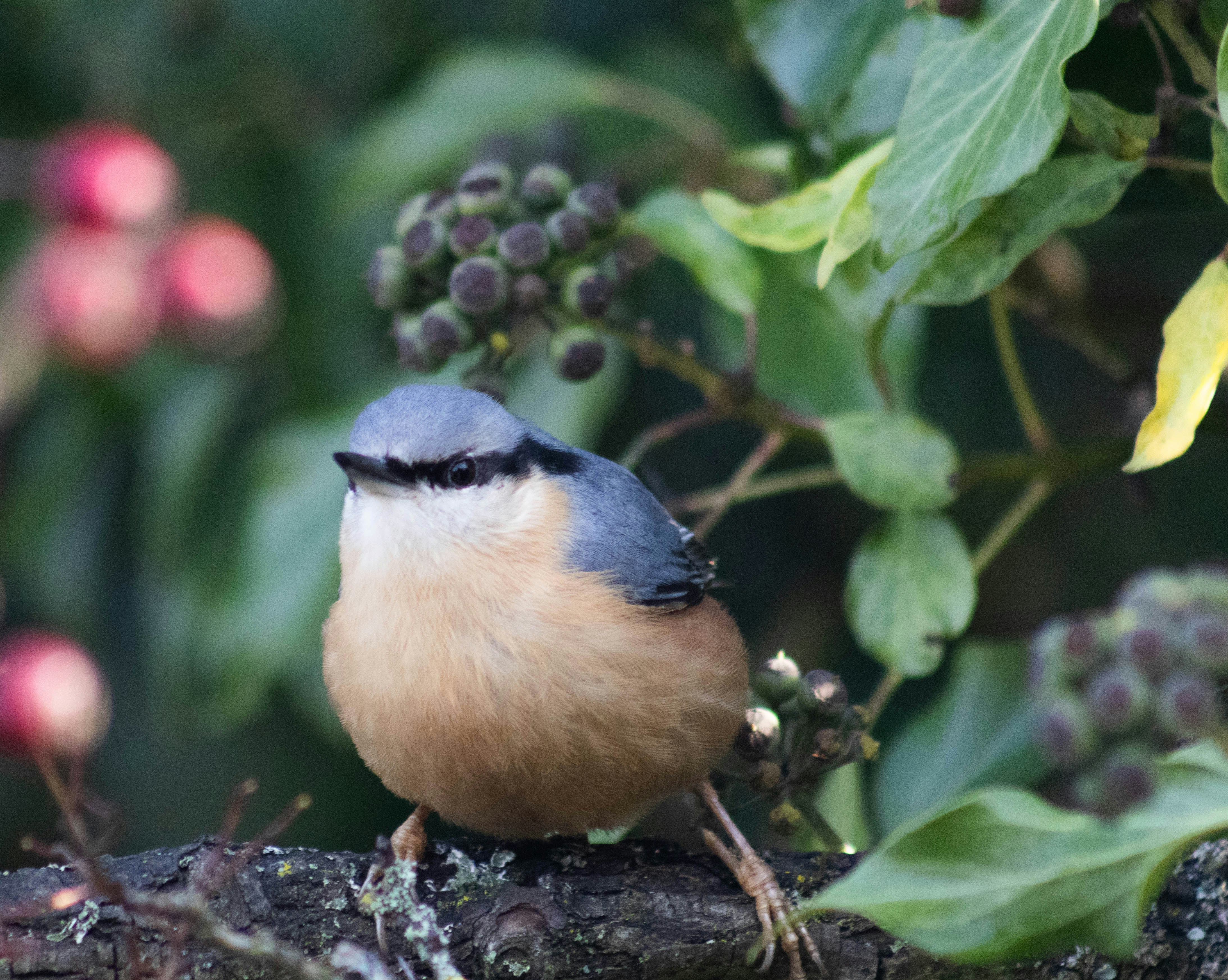 Blue-Gray Chipmunk Sparrow: A Tiny Bird Amid Foliage