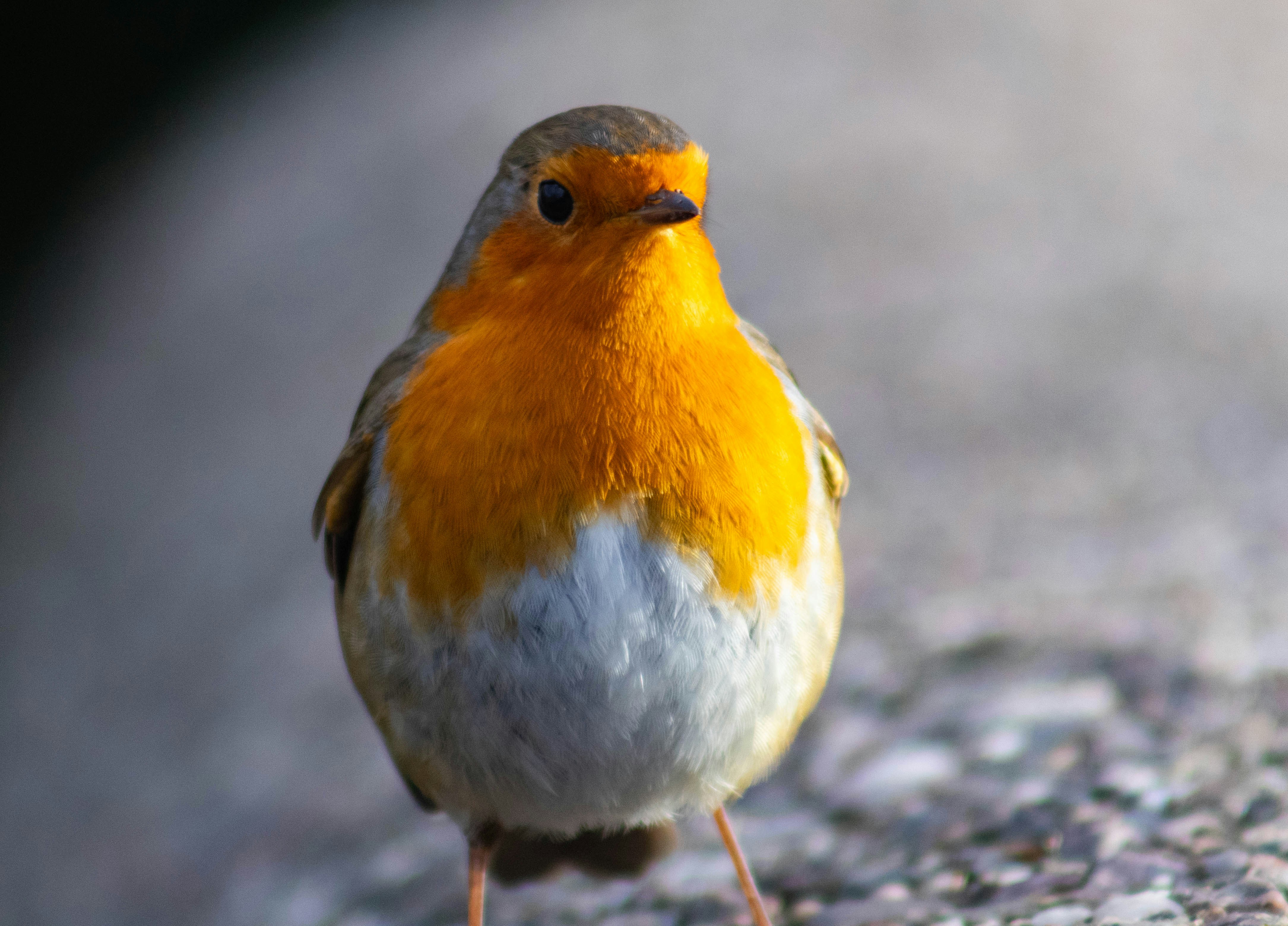 Bold Robin Portrait: a close-up on the bright orange chest and curious gaze