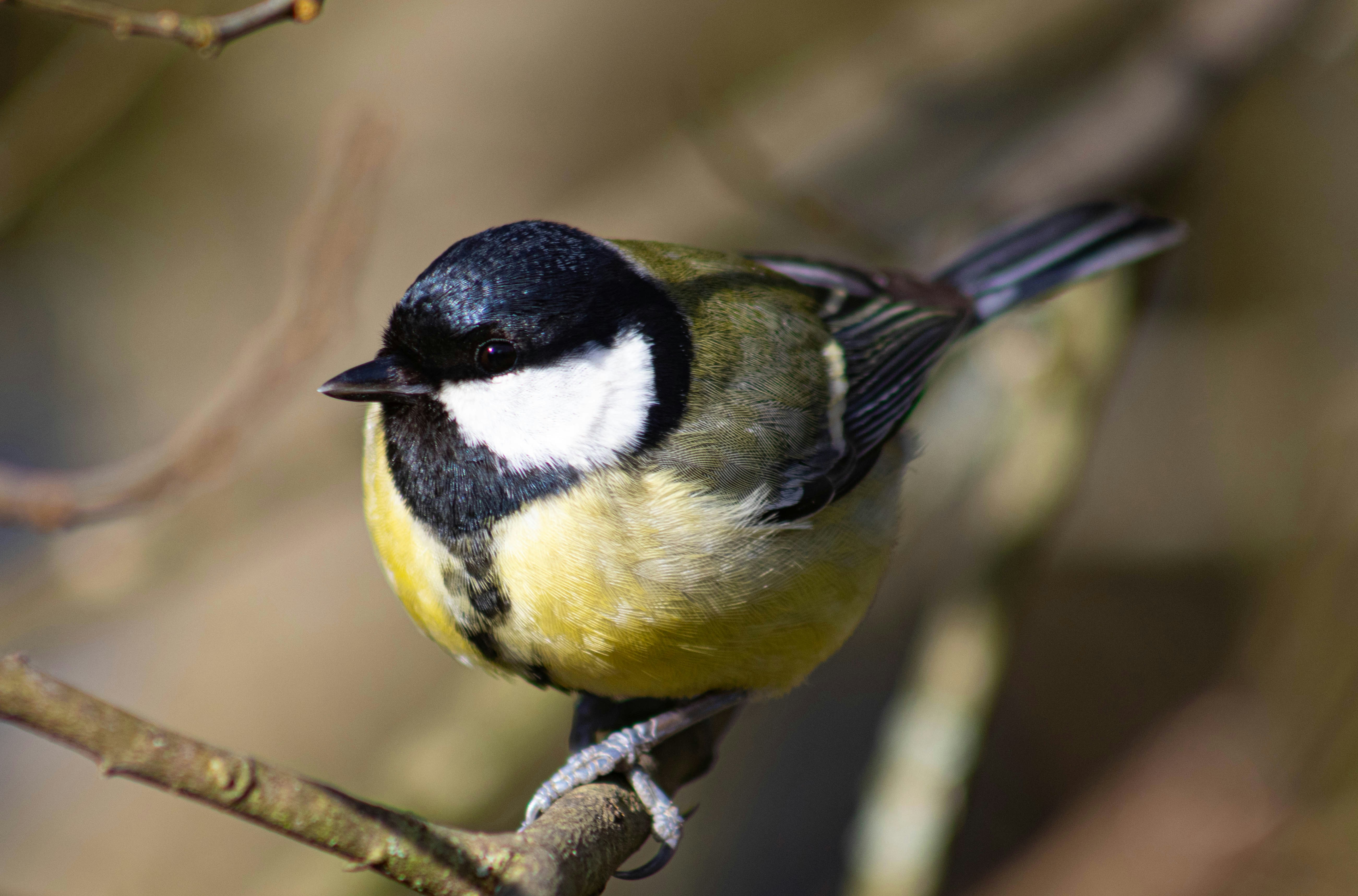 Bust of a Great Tit: bold eye contact on a sunlit perch