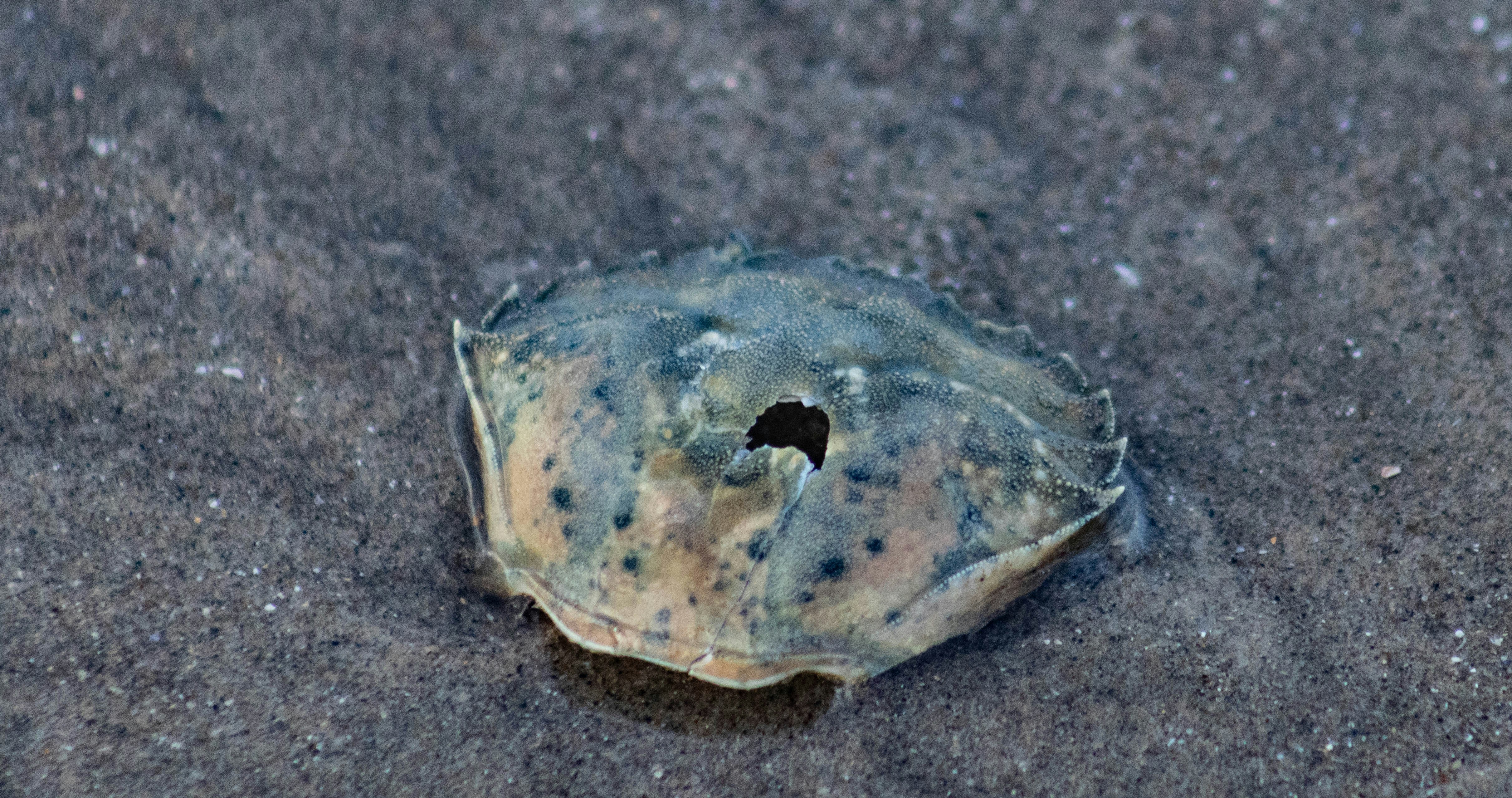 Lonely Shoreline Survivor: A Weathered Turtle Shell on Sand