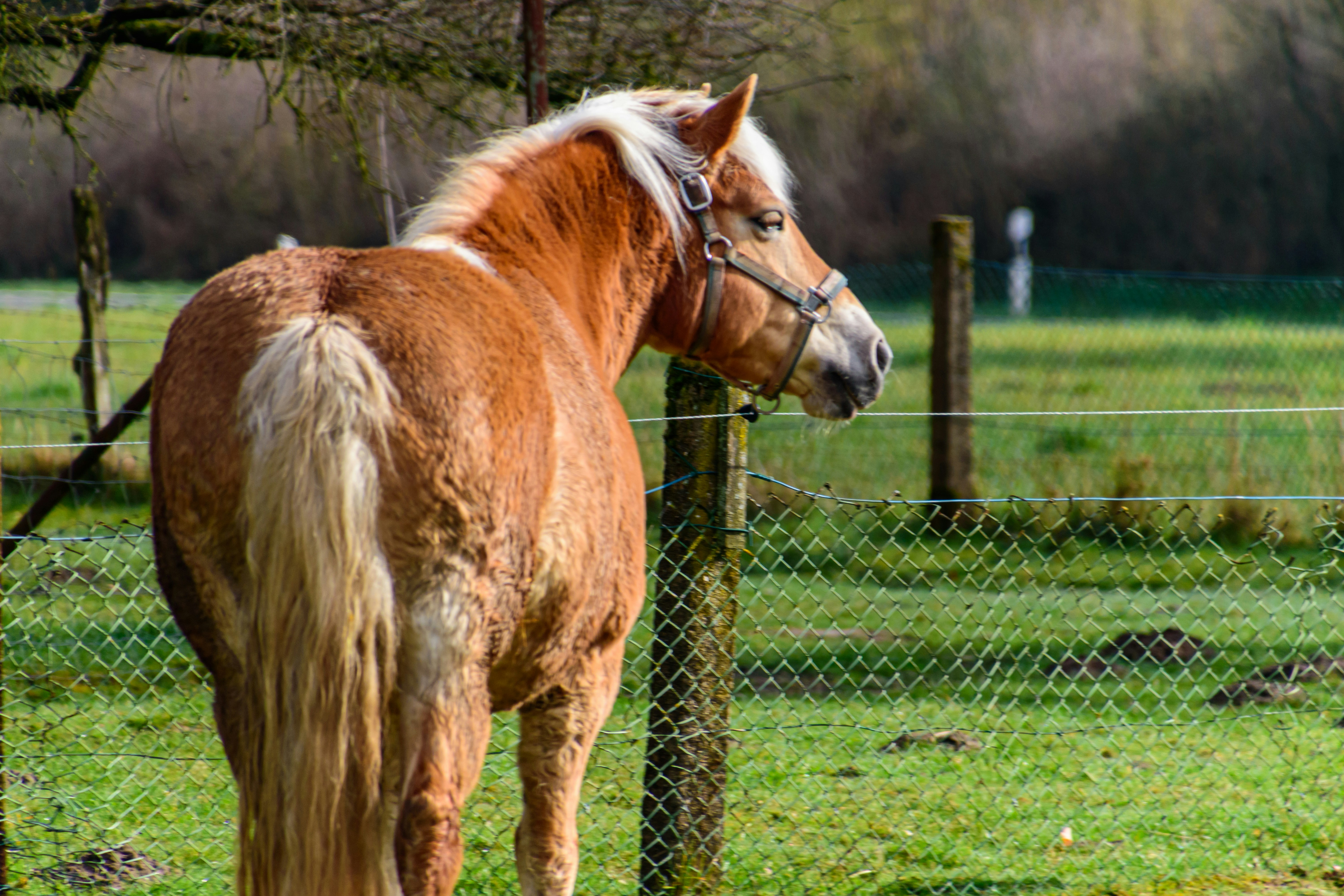 Pasturebound Portrait: A Chestnut Horse Turned Toward the Fence