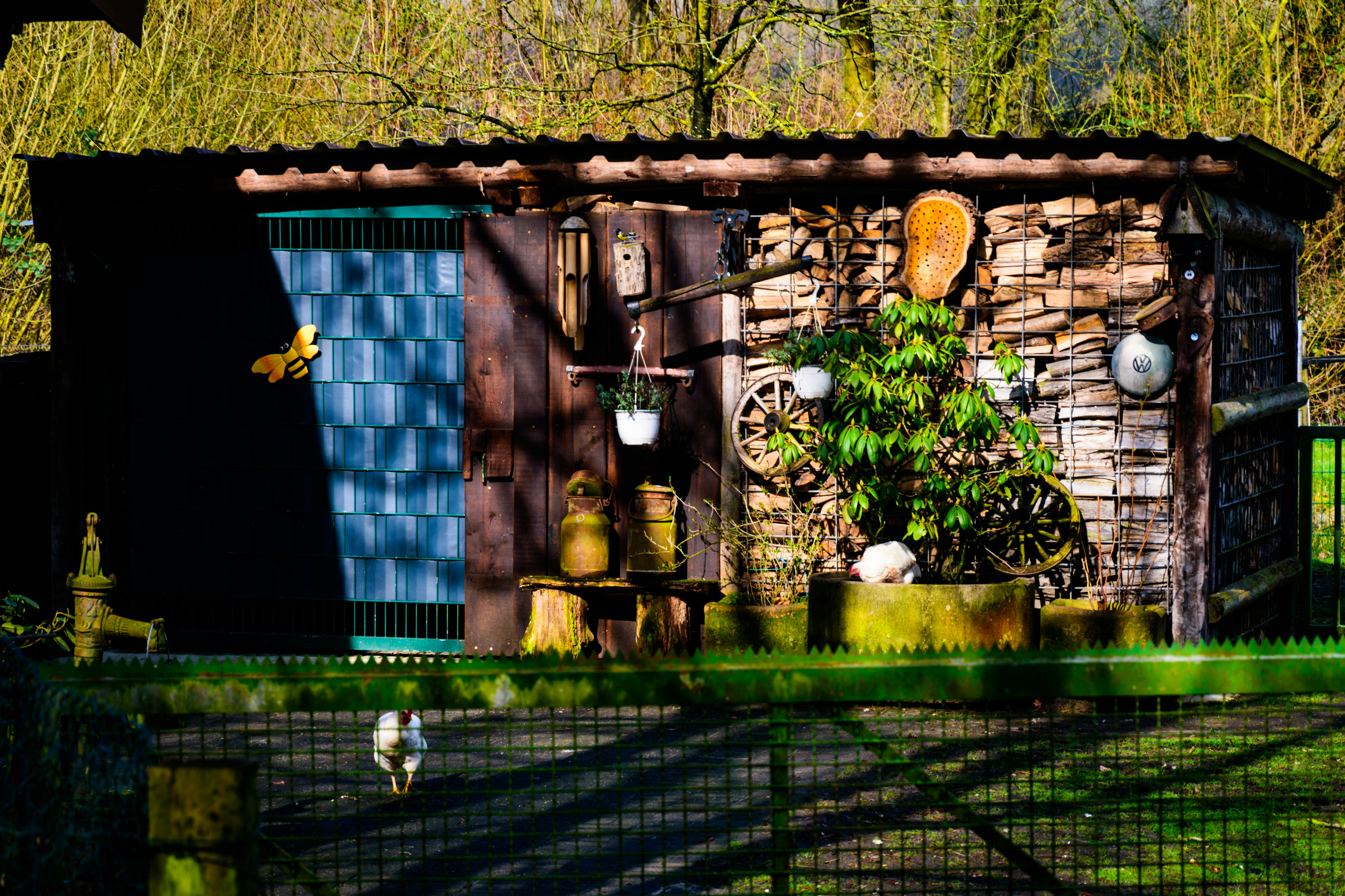 Rustic Shed of Oddities: An Odd Garden Centered in Shaded Light