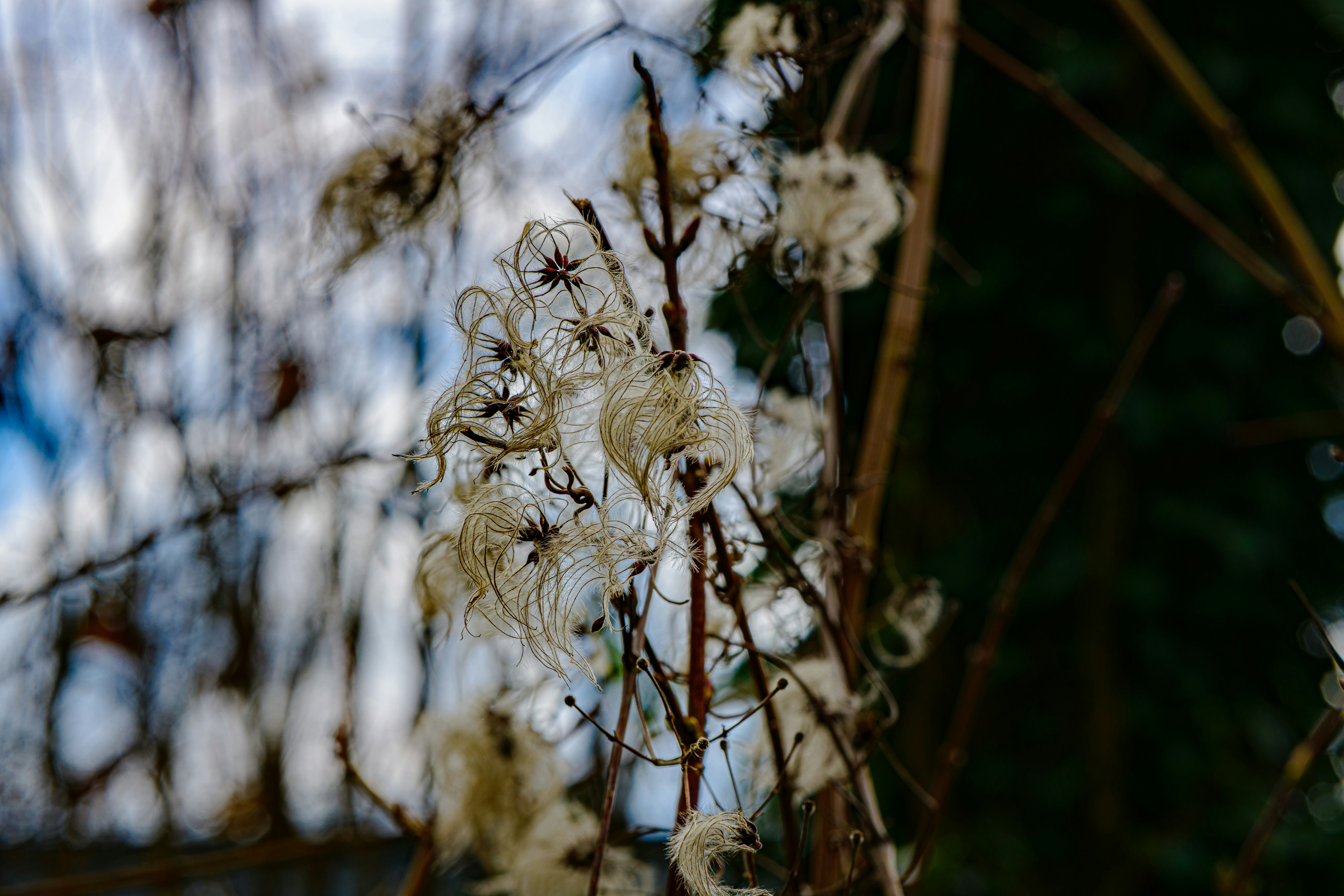 Feathery Seed Heads in Soft Morning Light
