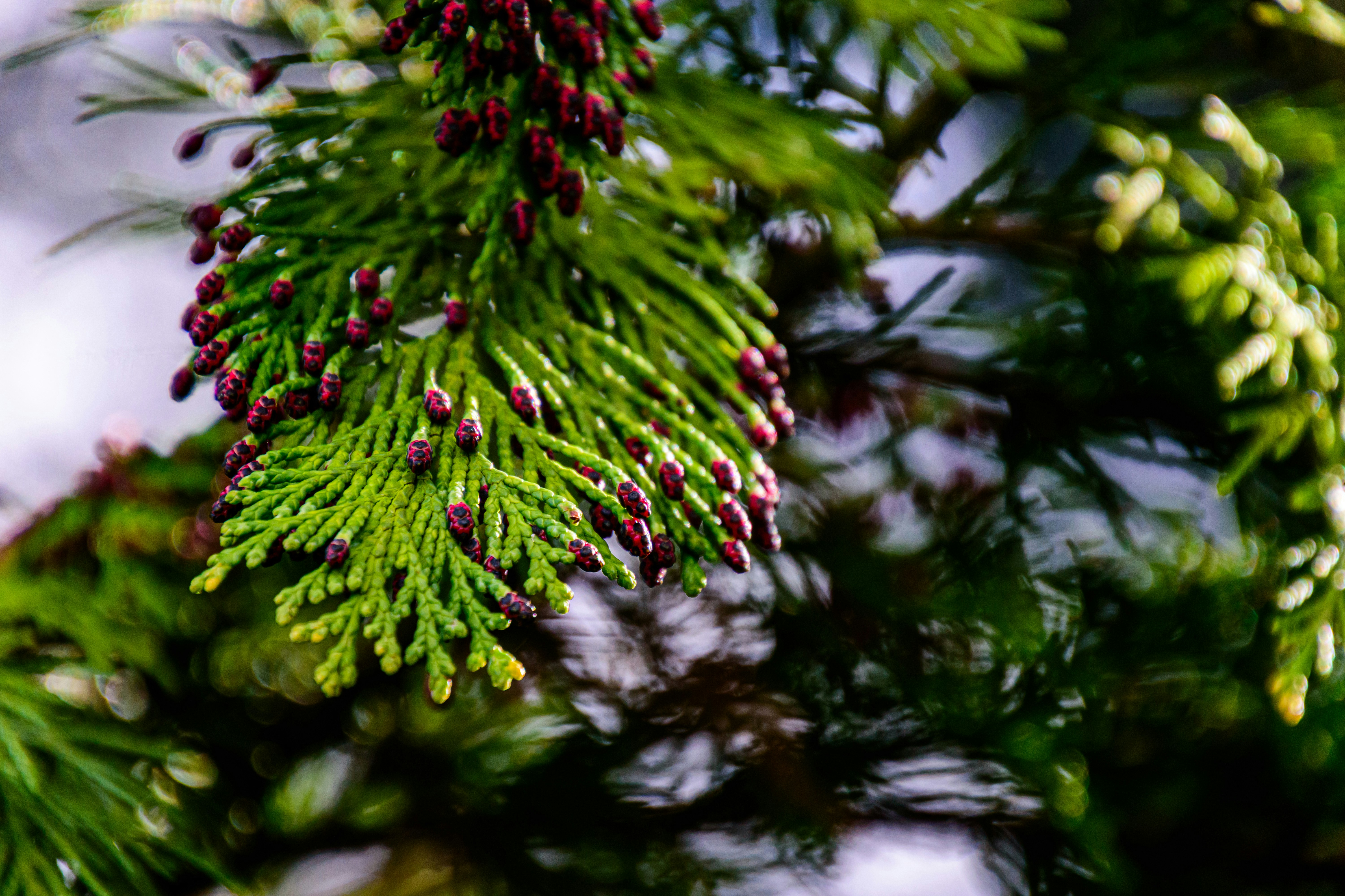 Verdant Red-tipped Sprigs in Focus