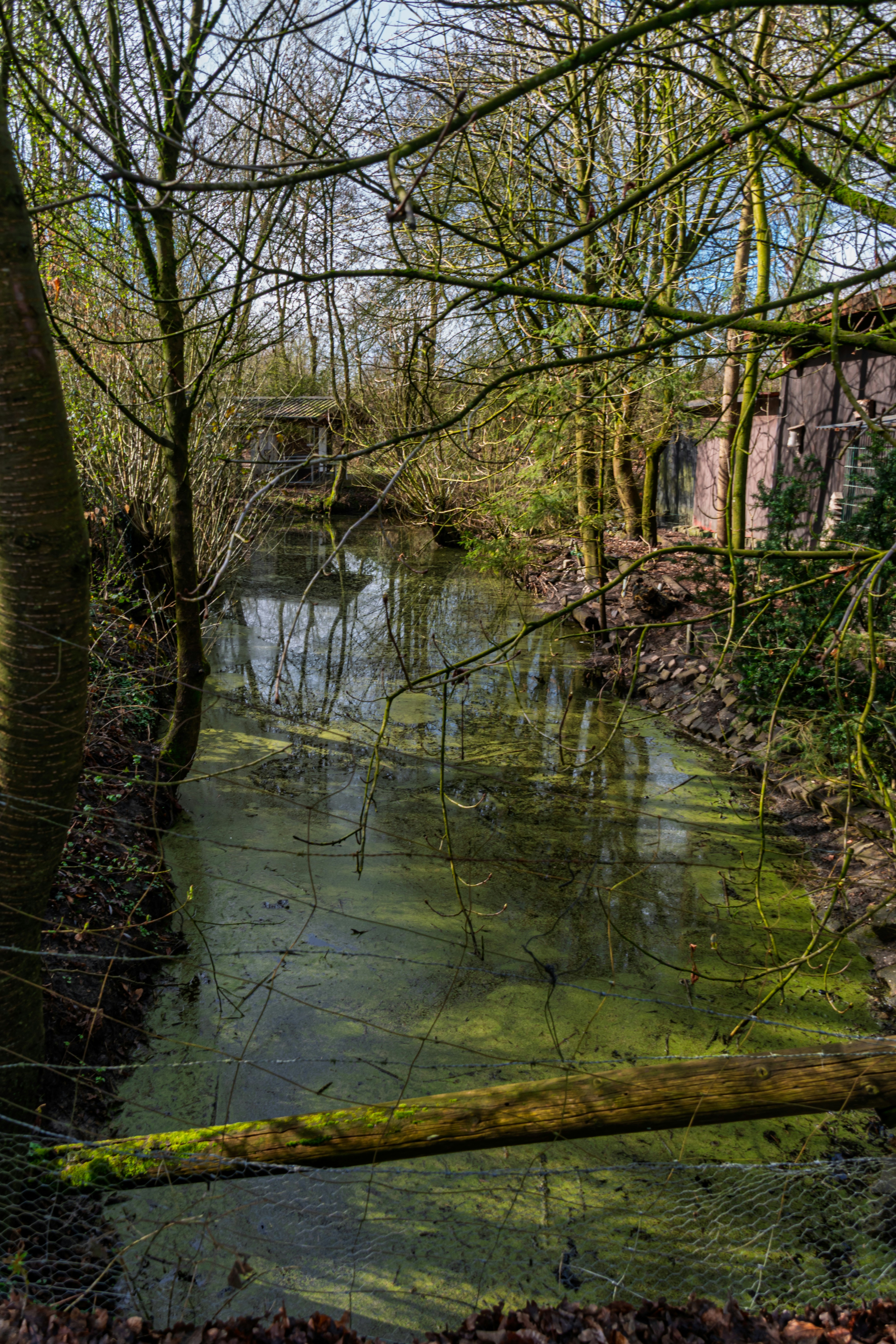 Still Water Beneath the Winter Canopy