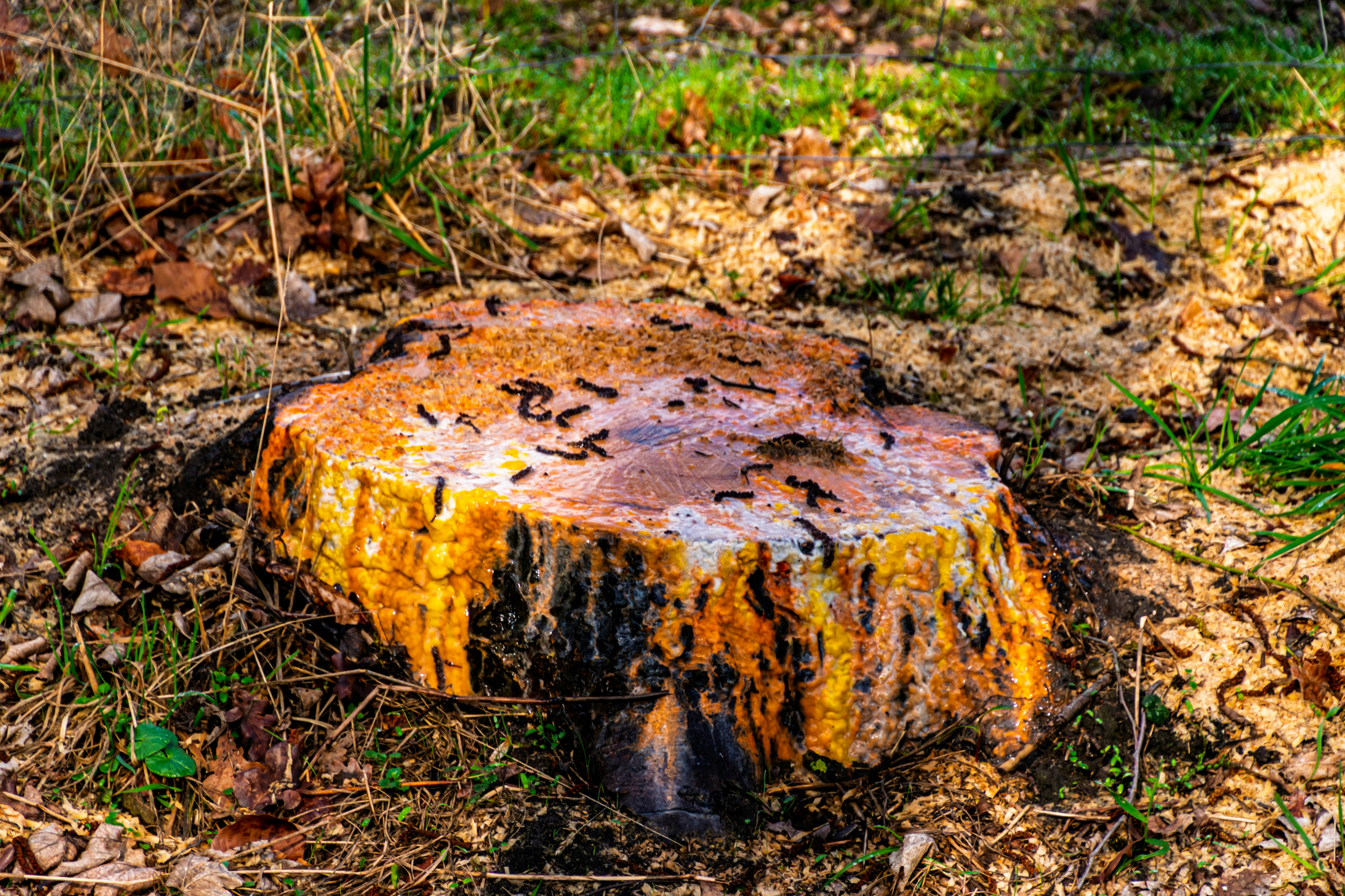 Sunlit stump: amber-ringed log in mossy woodland