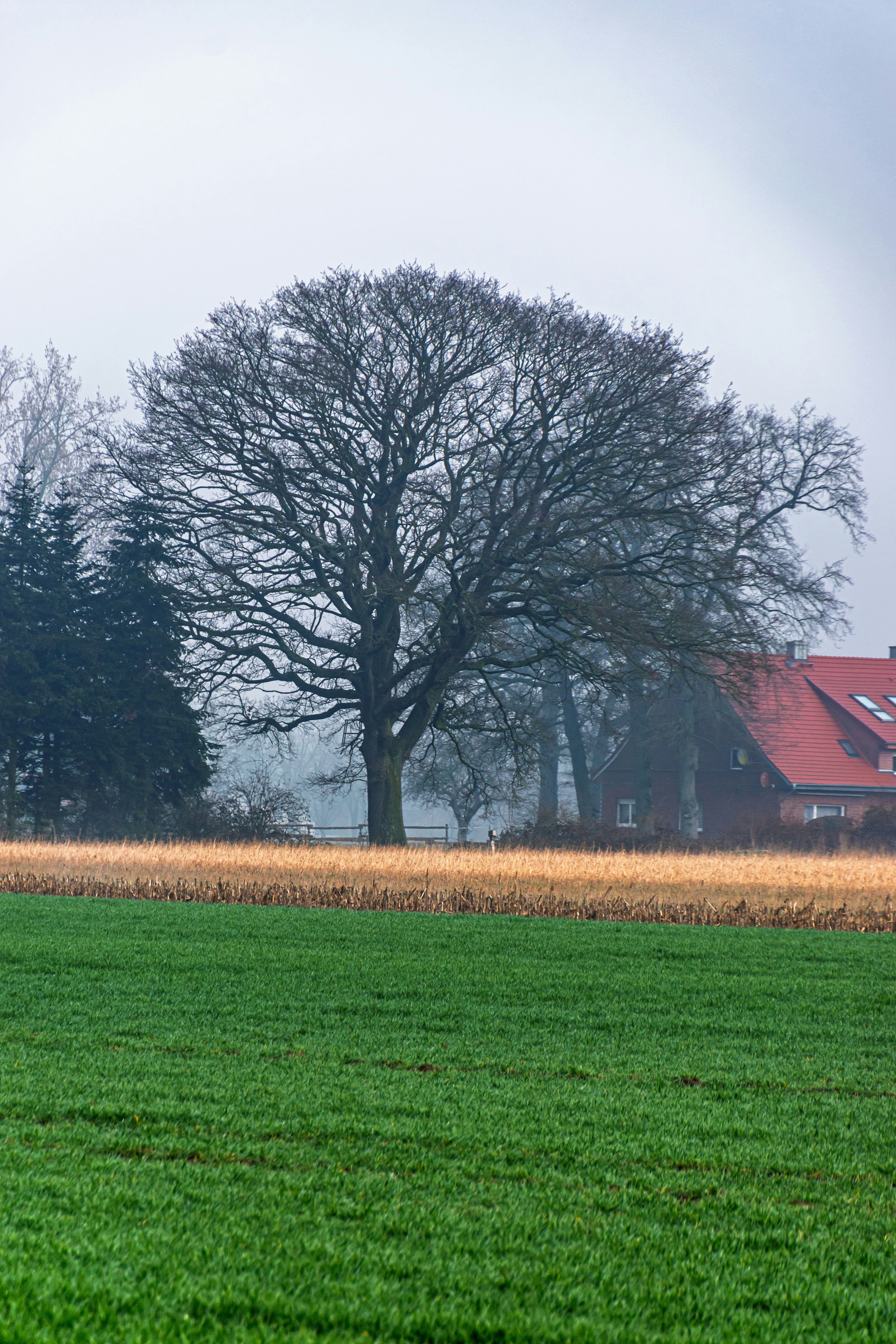 Winter Orchard: A Lone Tree Overlooking Rural Field and Red Roofed House