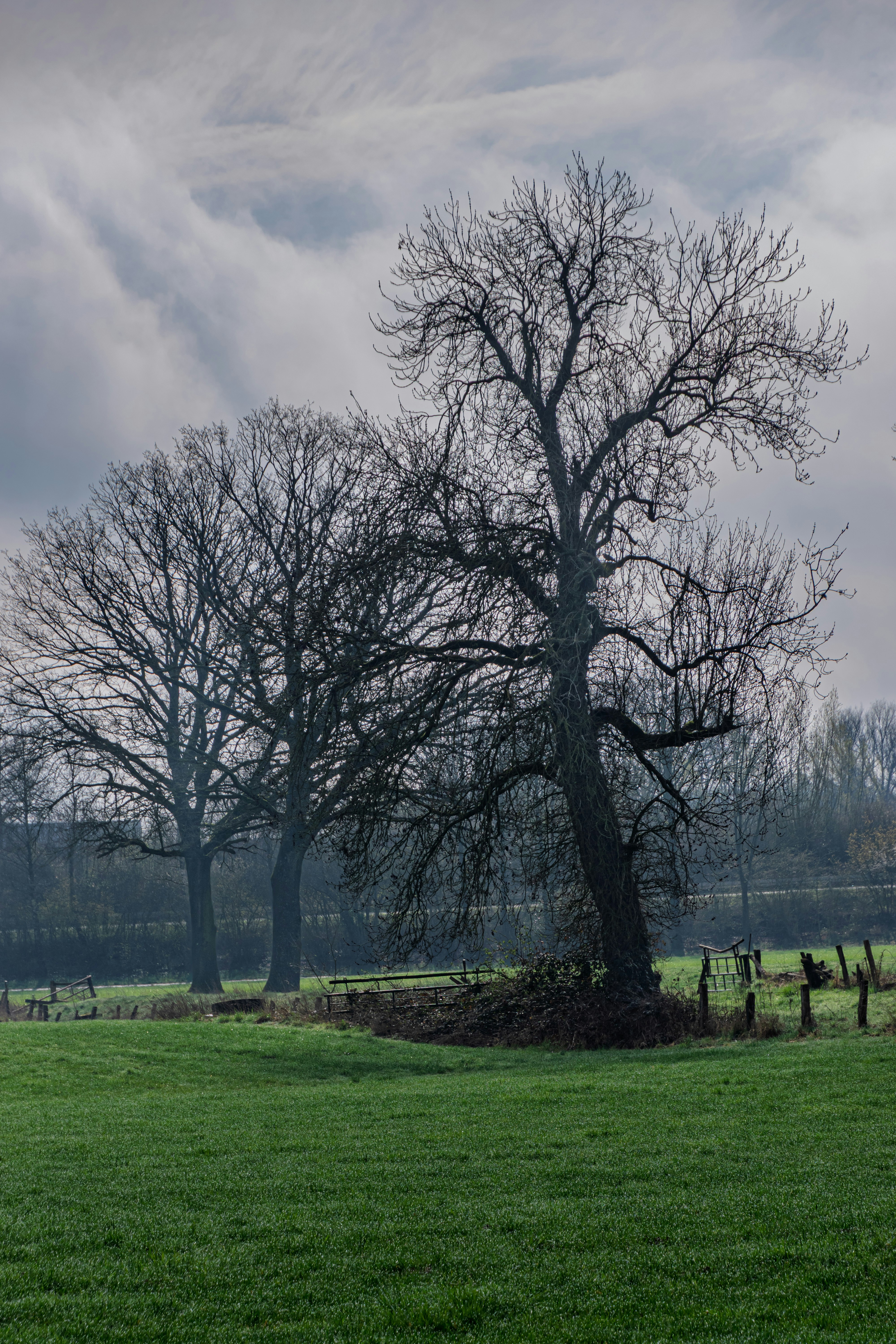 A solitary, windswept tree anchors a quiet rural landscape at dusk