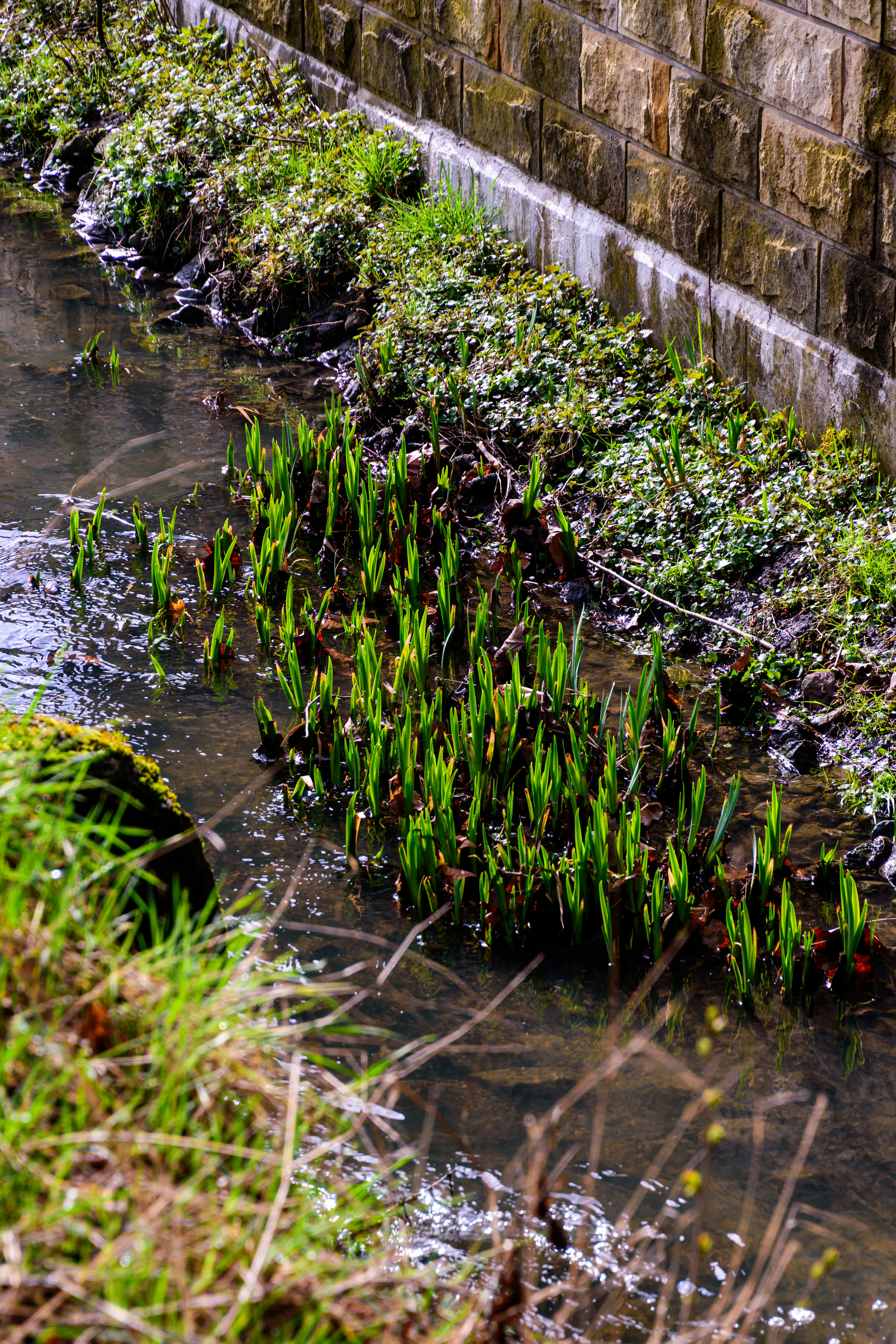 Rivulet Edge: Green Shoots Emerging Along a Mossy Brick Wall