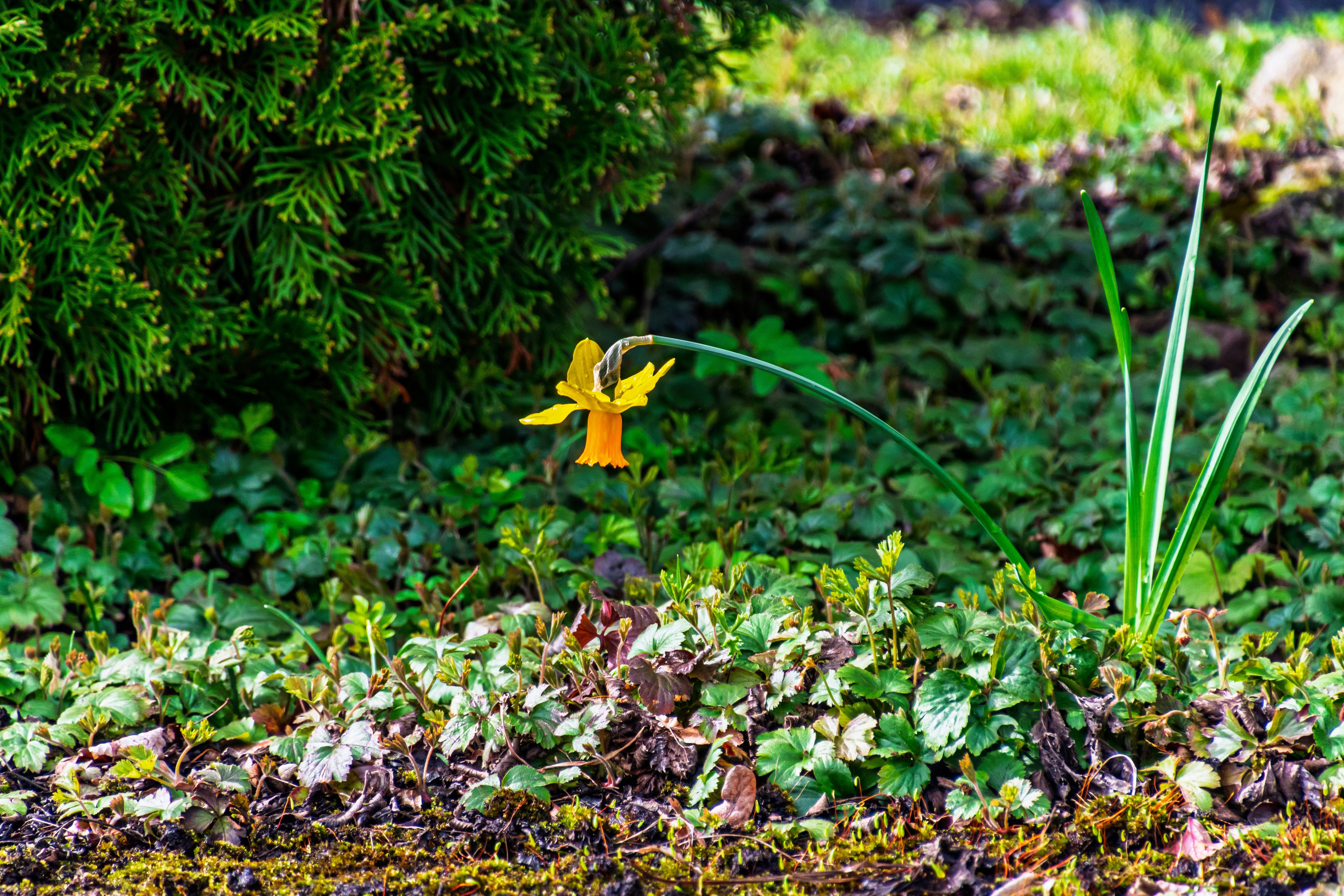Sunlit Narcissus Among Groundcover in a Green Border
