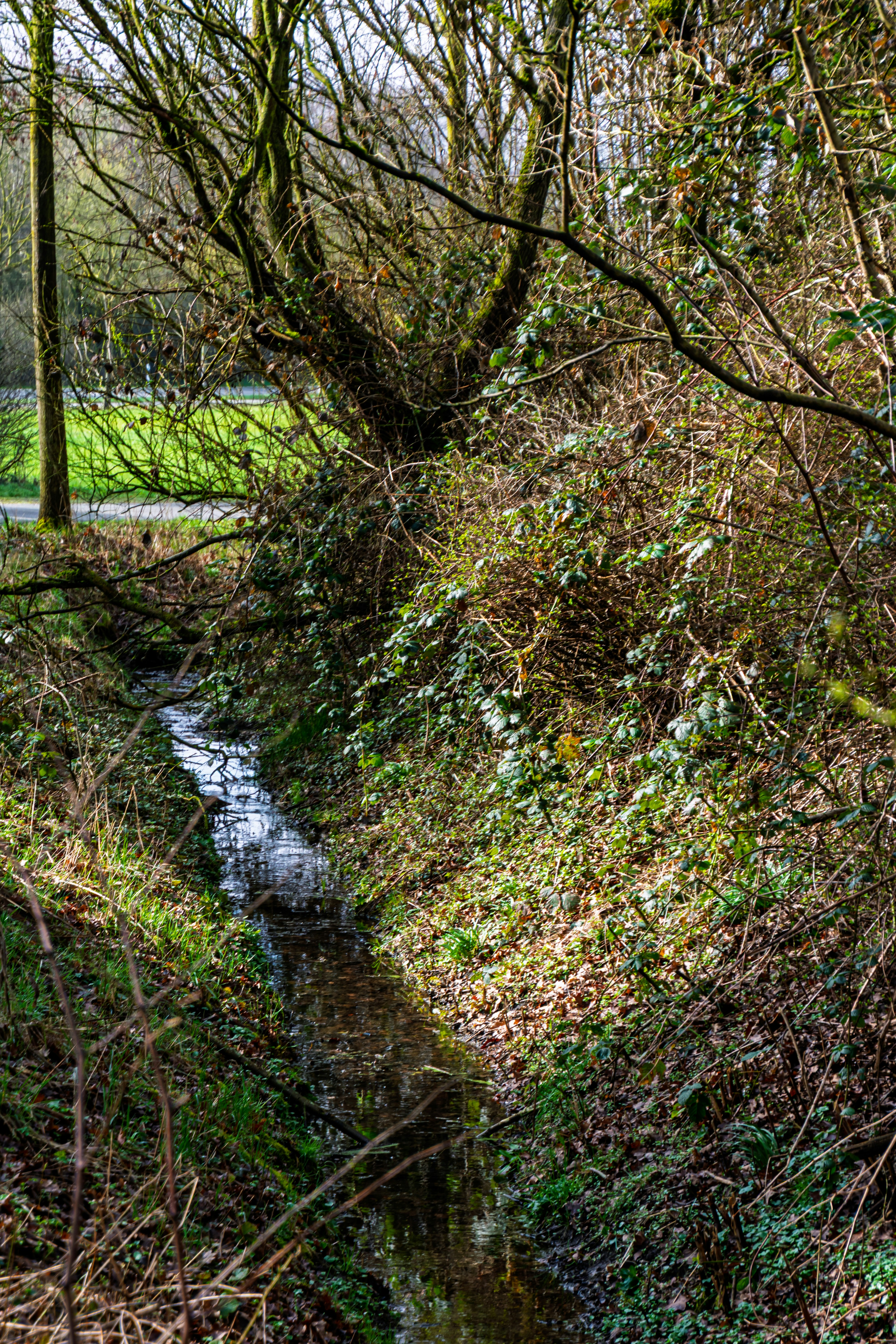 Whispering stream through a tangled hedgerow