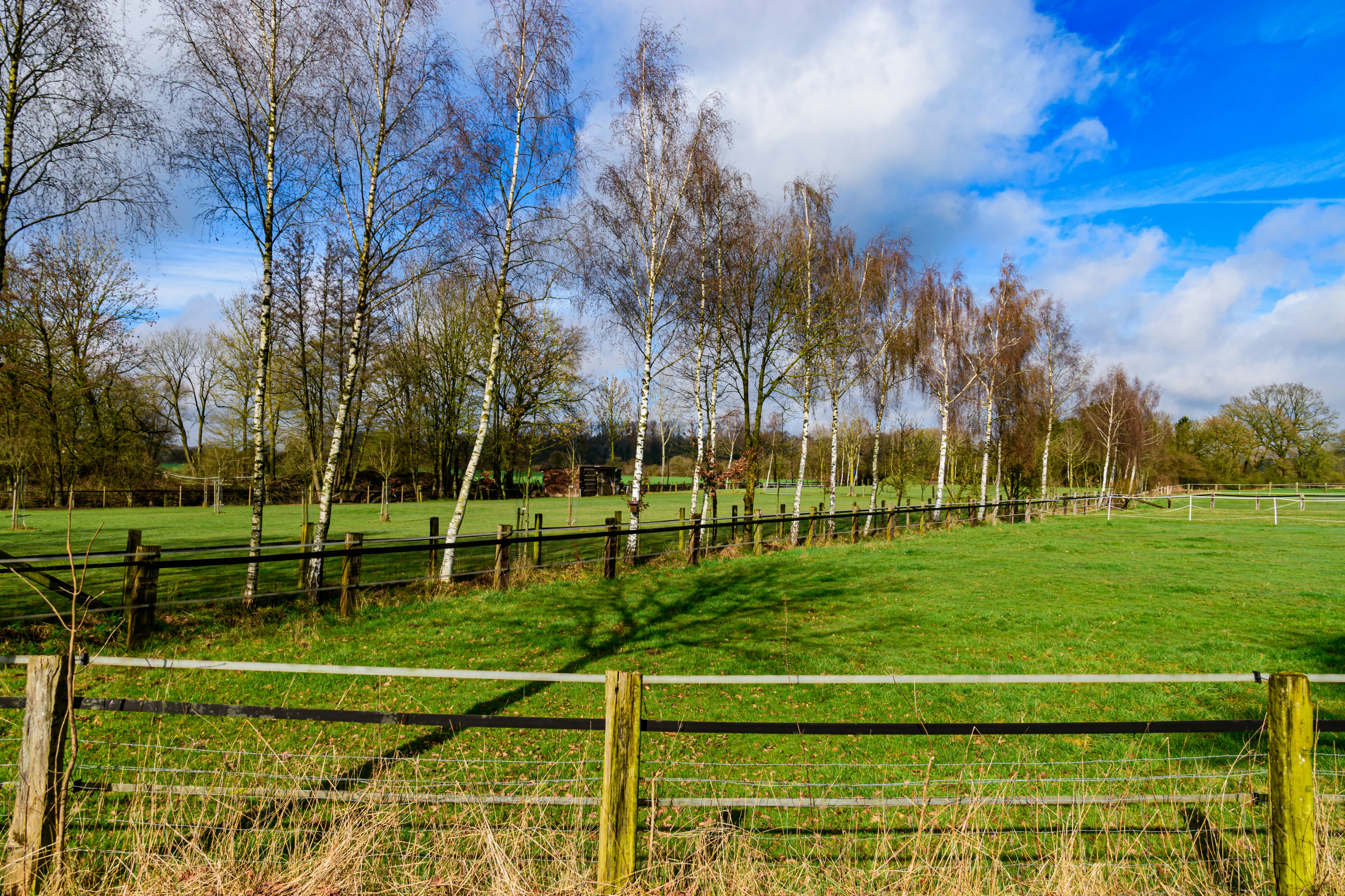 Line of Whitened Trees Beyond a Fenced Field