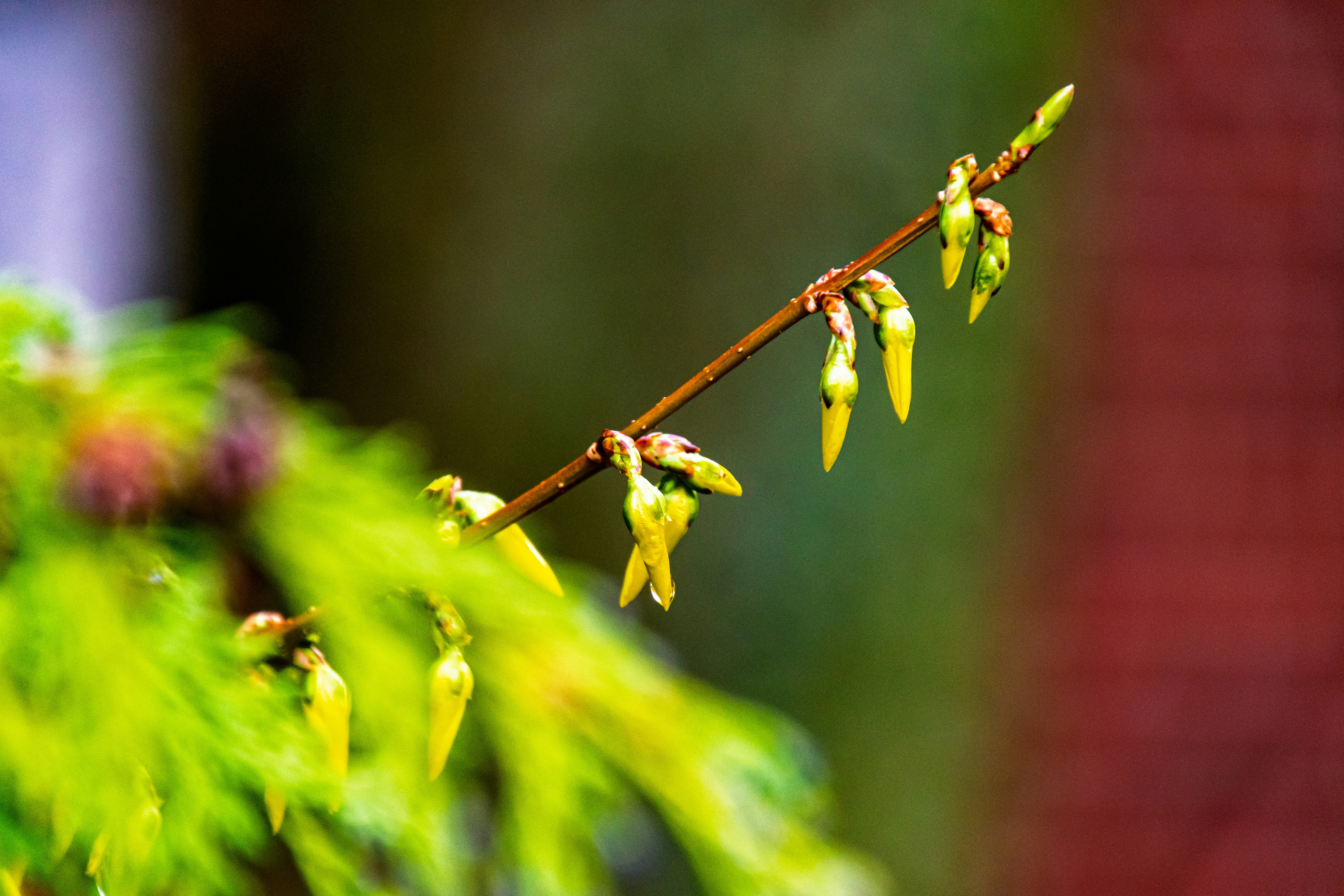 Branch of New Growth Reaching Toward a Quiet Window