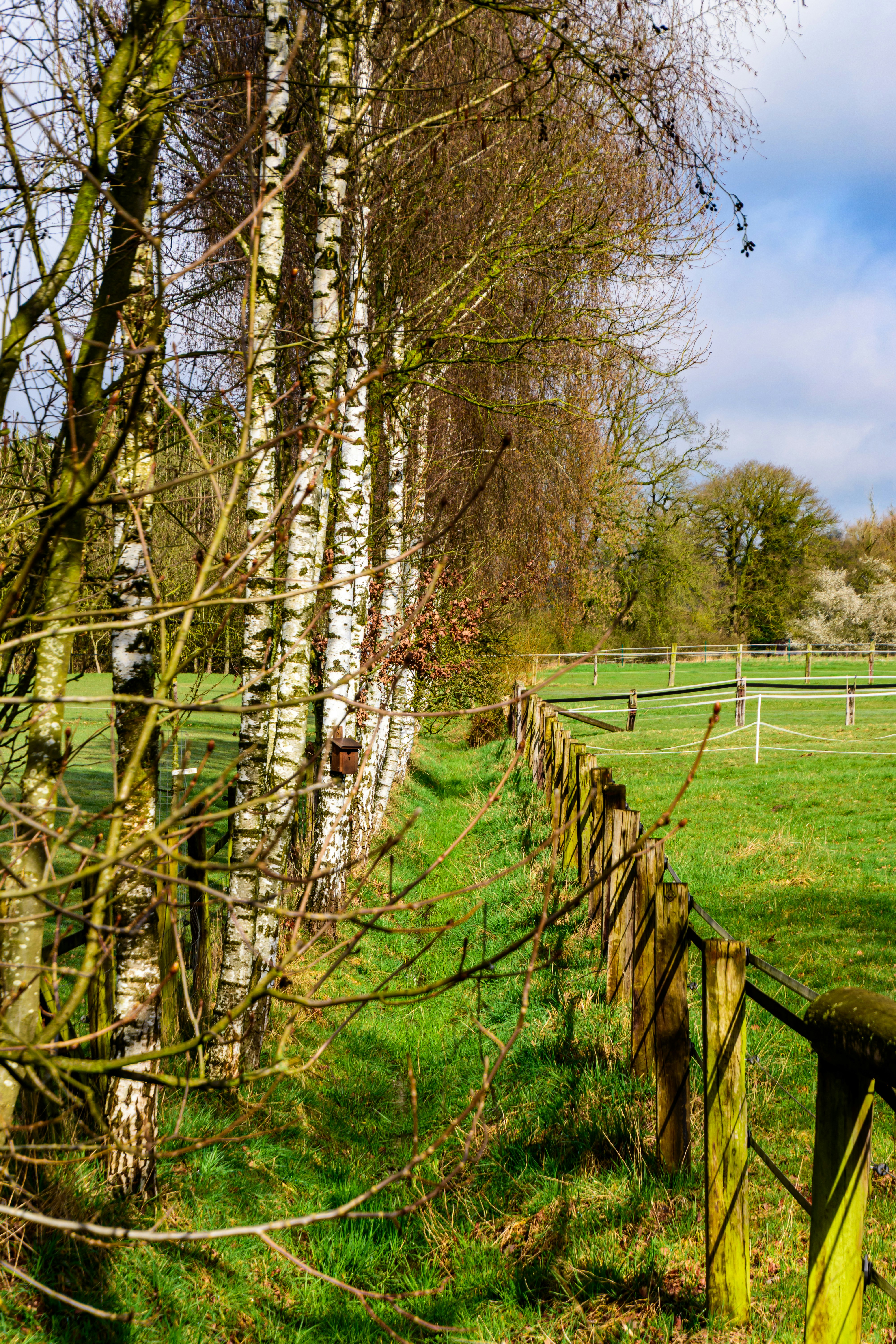 Birch Lane: A Fence Traces the Edge of Spring