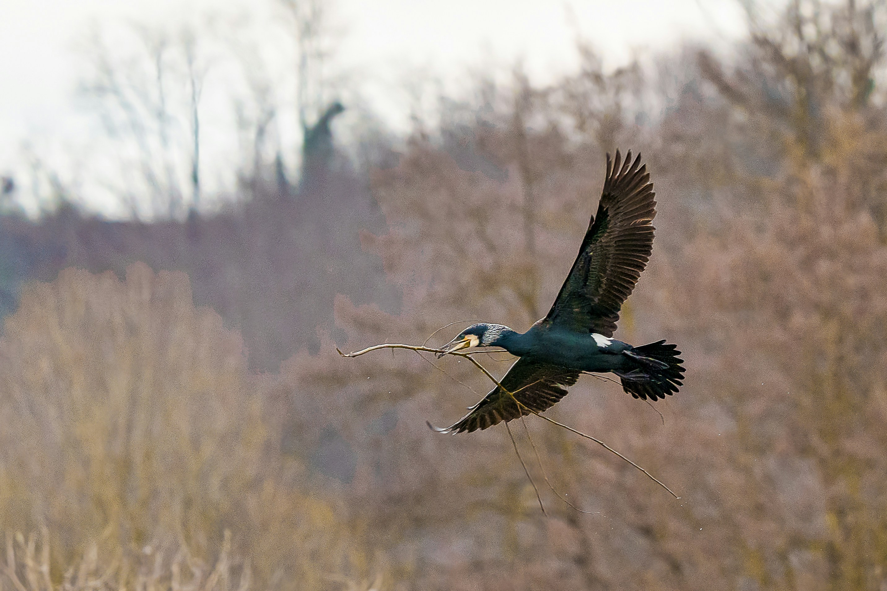 Gliding Heron: A Crane-like Bird Plucks a Twig in Autumn Air