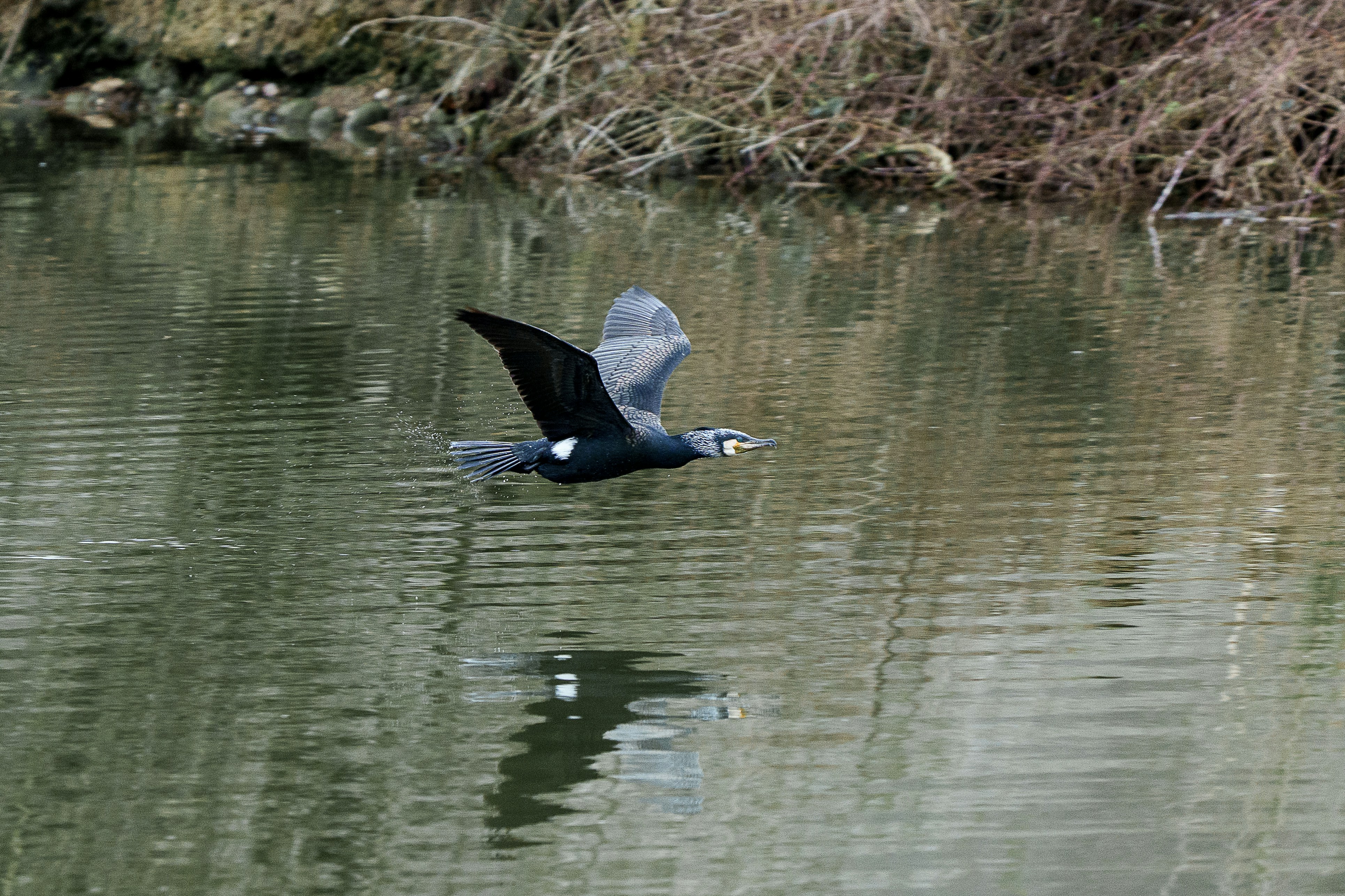 Silent Glide: A Cormorant Skims the River