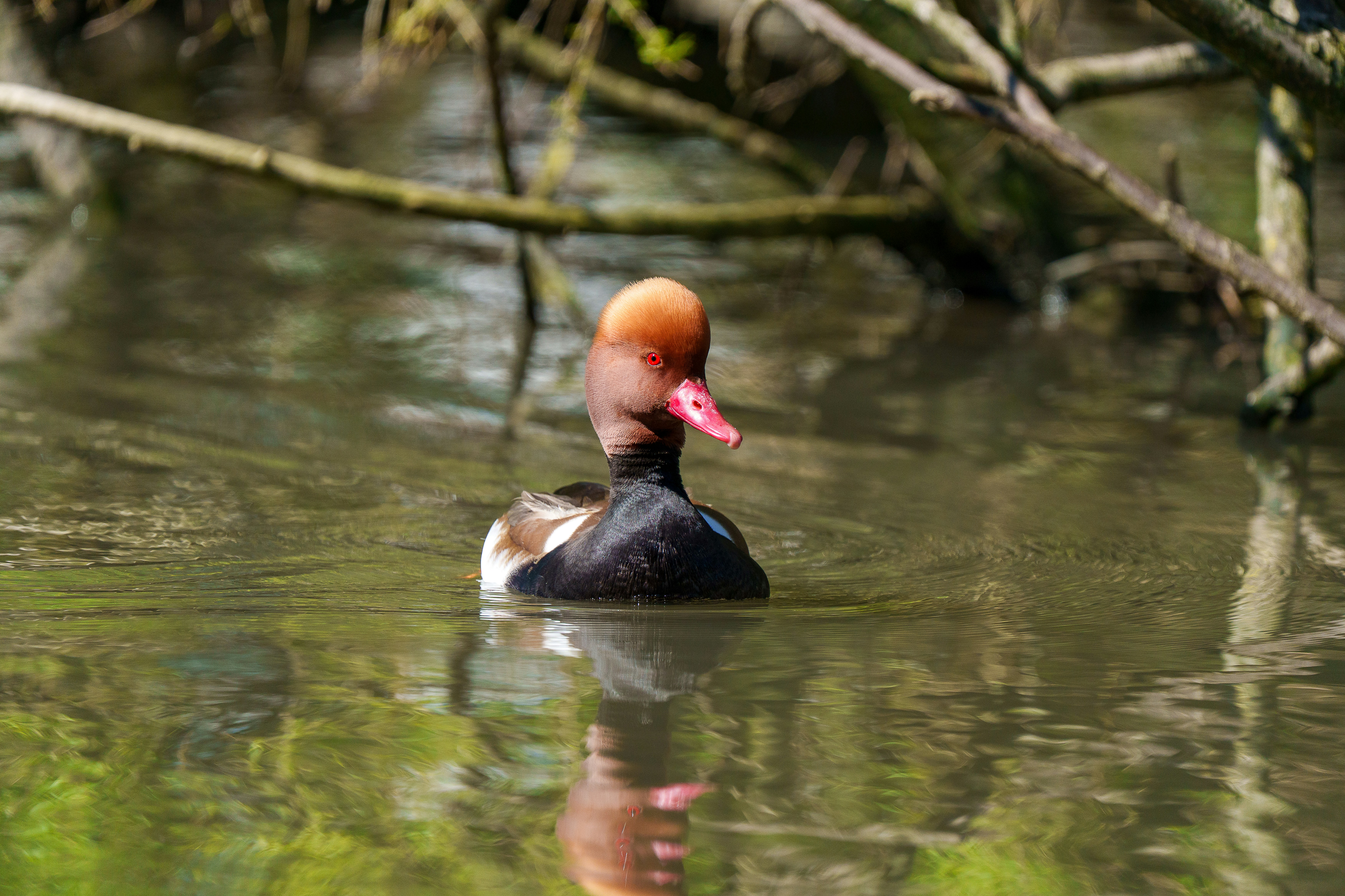 Red-headed Mandarin Duck in tranquil green-tinged water